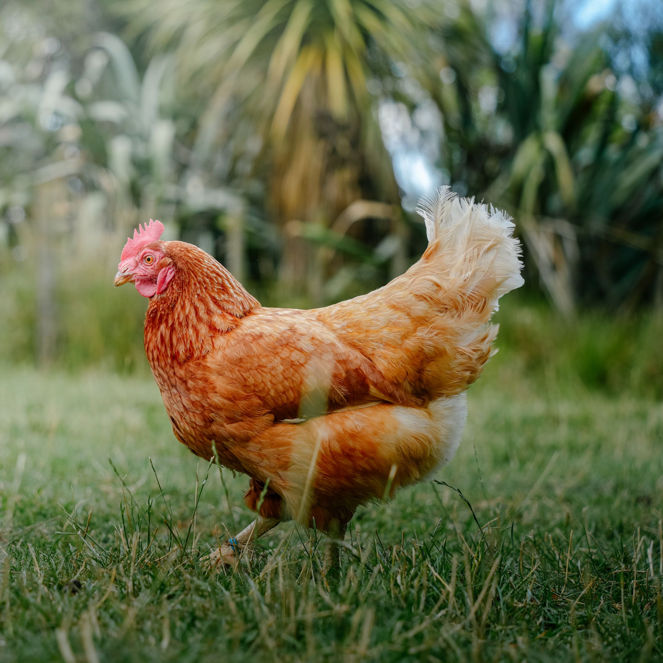 Walking White Hen on Grass · Free Stock Photo