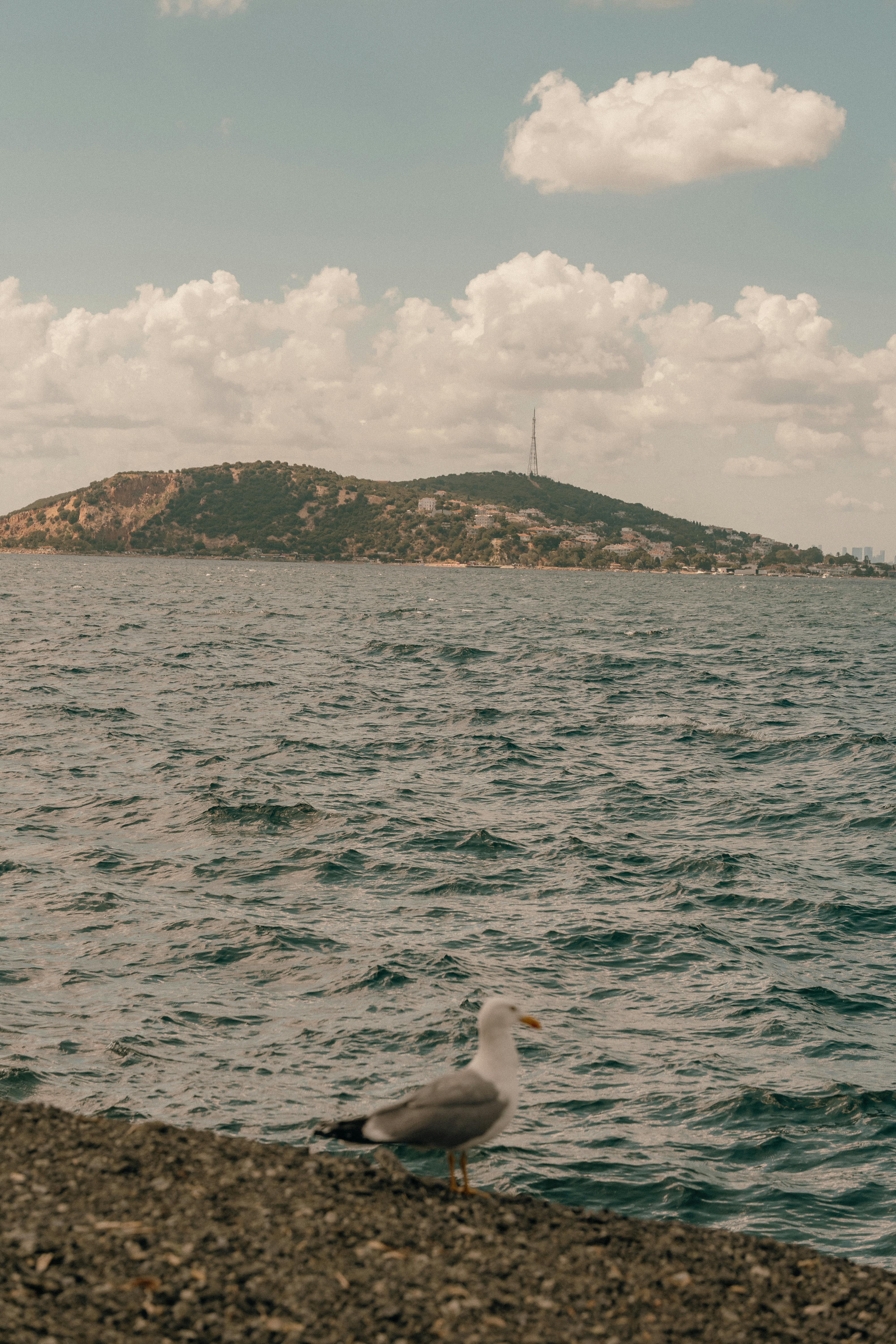 Seagull by the Sea with Distant Island View · Free Stock Photo