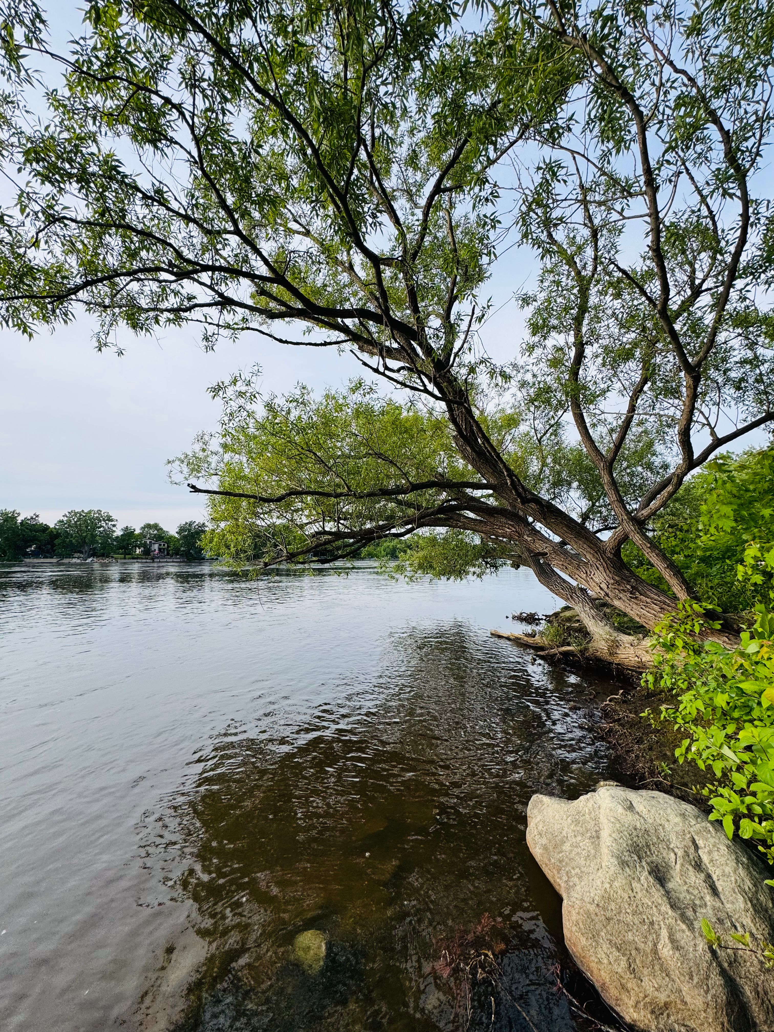 Serene Riverside Tree in Montréal, Canada · Free Stock Photo
