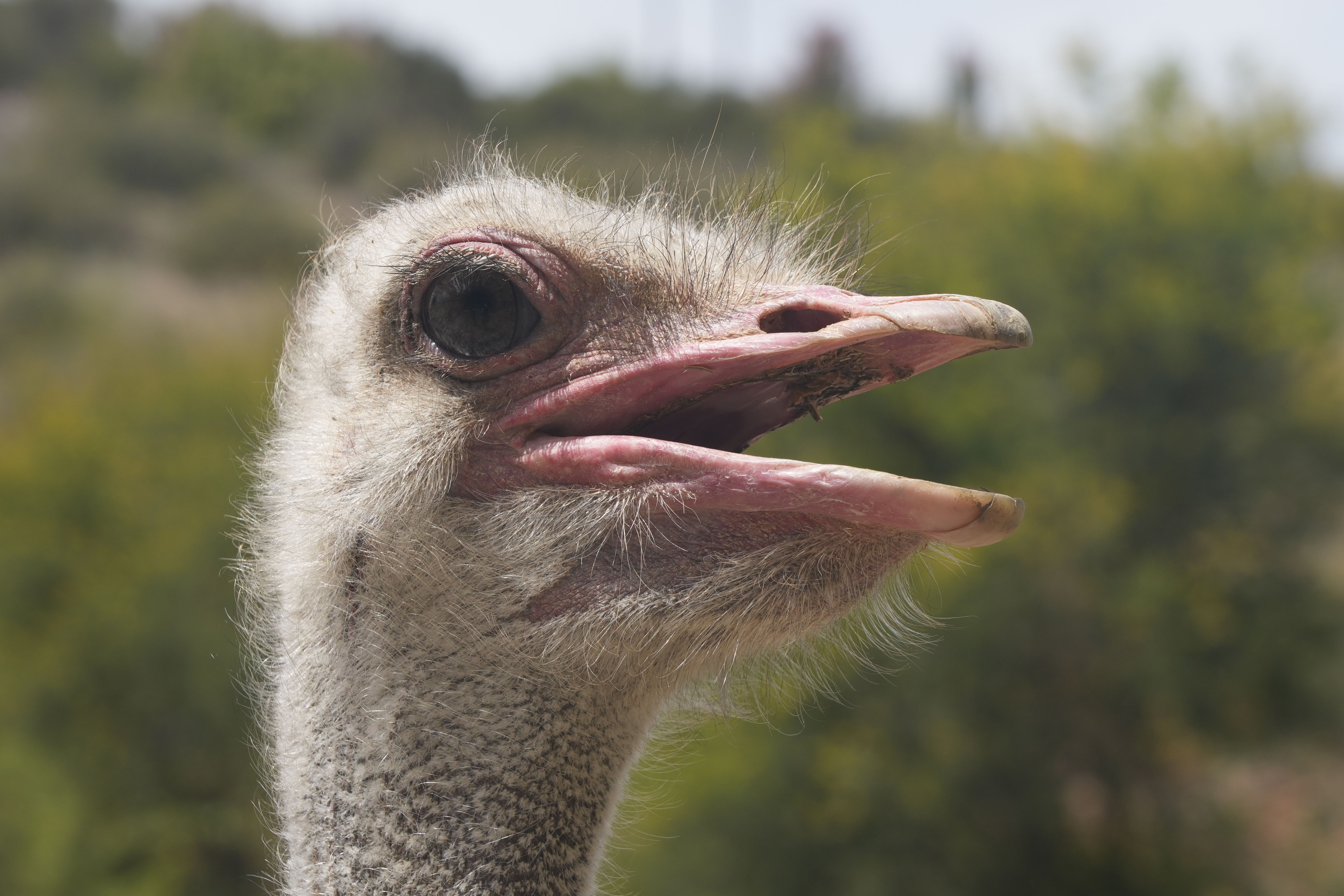 Ostrichs Photos, Download The BEST Free Ostrichs Stock Photos & HD Images