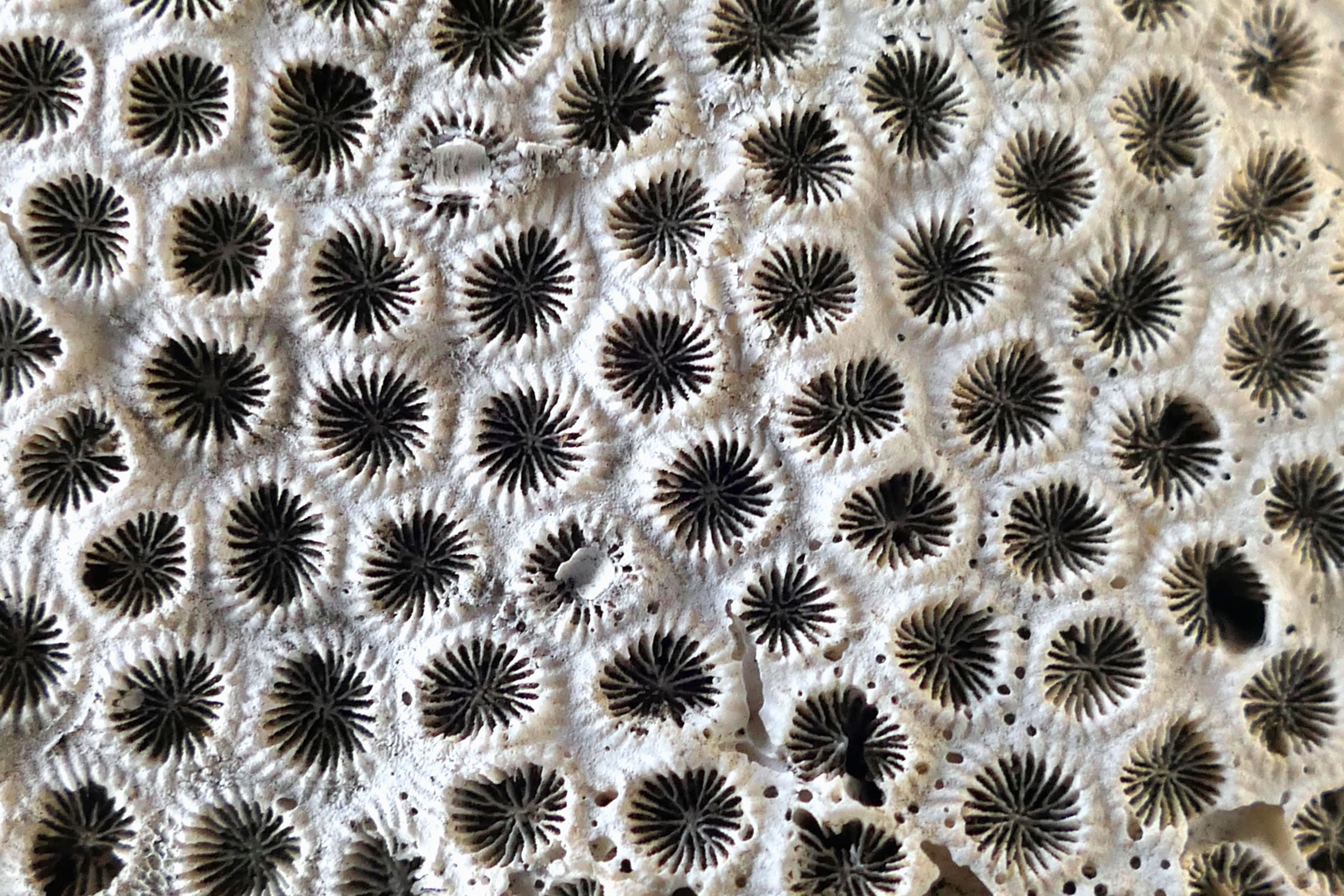 Close-up of Coral Texture with Abstract Pattern · Free Stock Photo