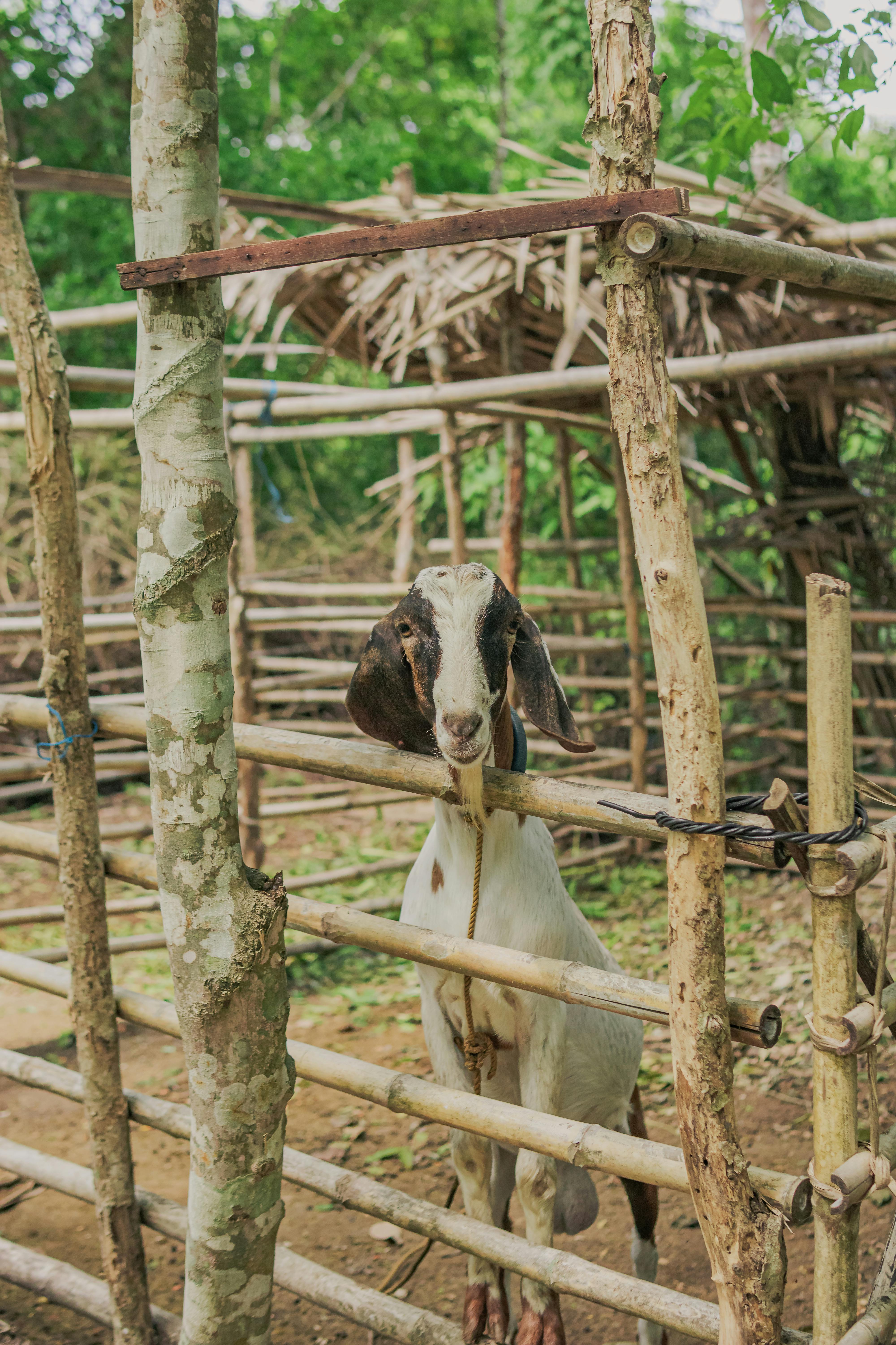Rustic Goat Enclosure in a Rural Setting · Free Stock Photo