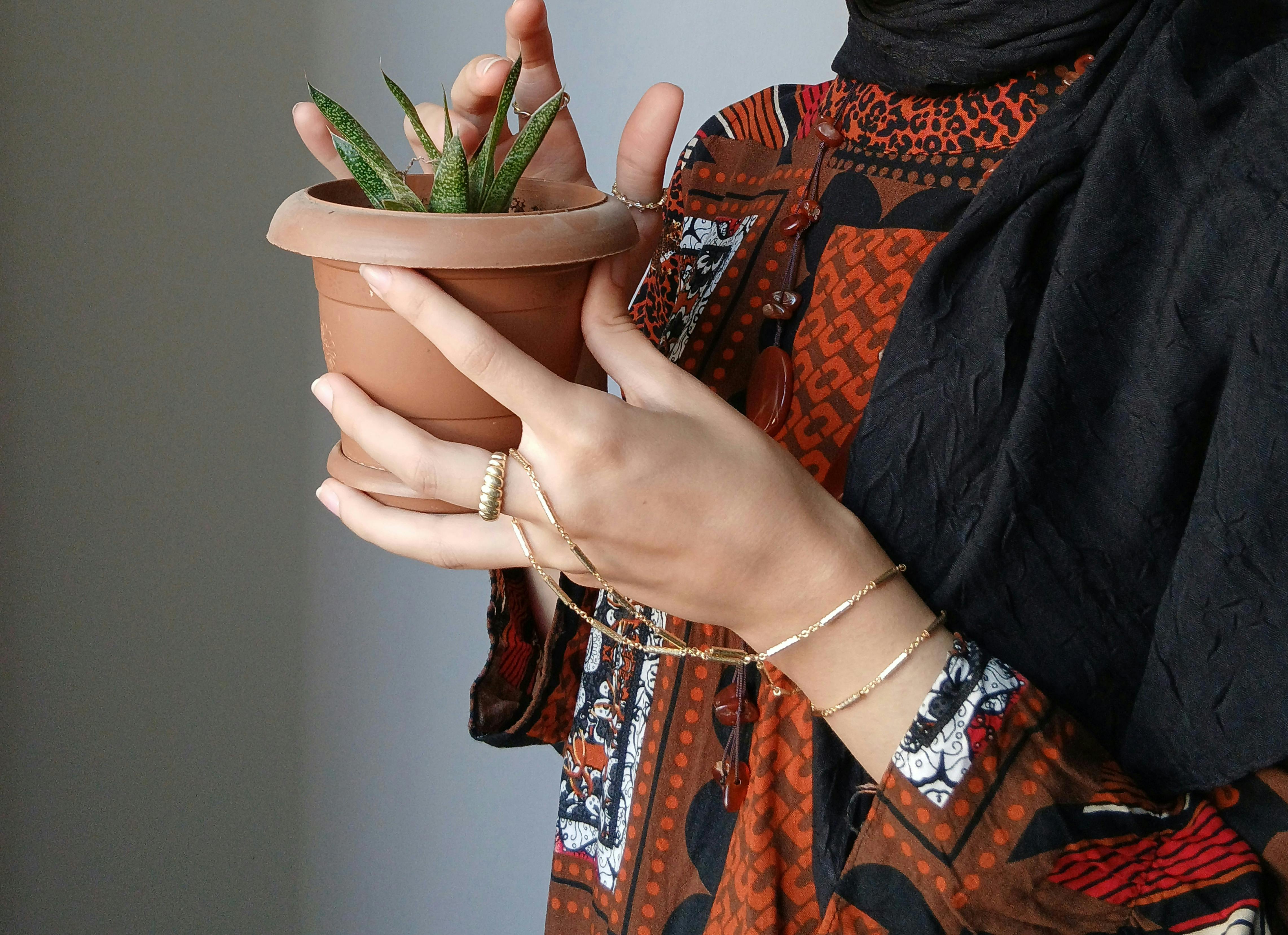 Snake Plant Look Alike Alternatives for Indoor Gardeners