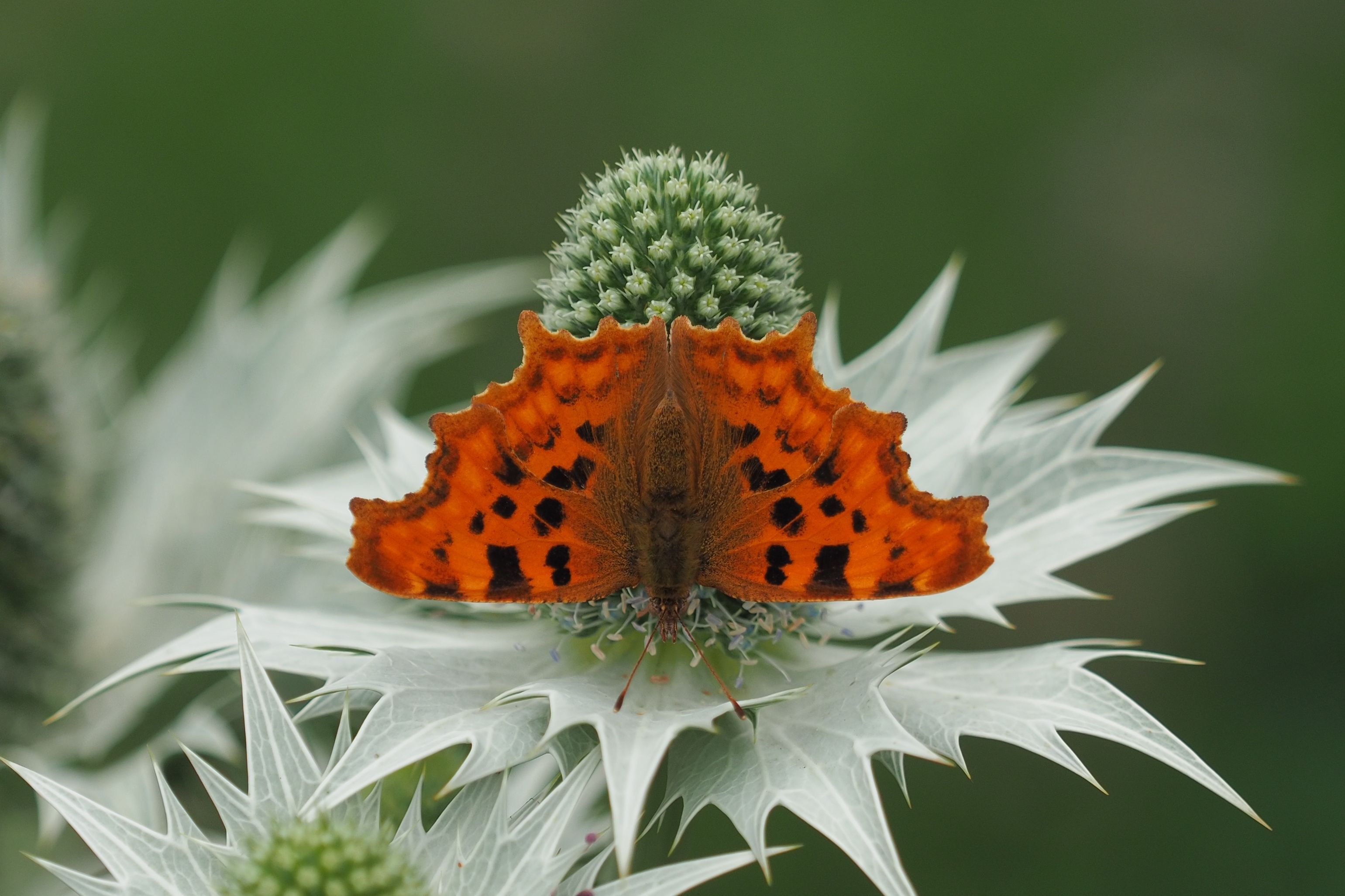 British Insects Photos, Download The BEST Free British Insects Stock ...