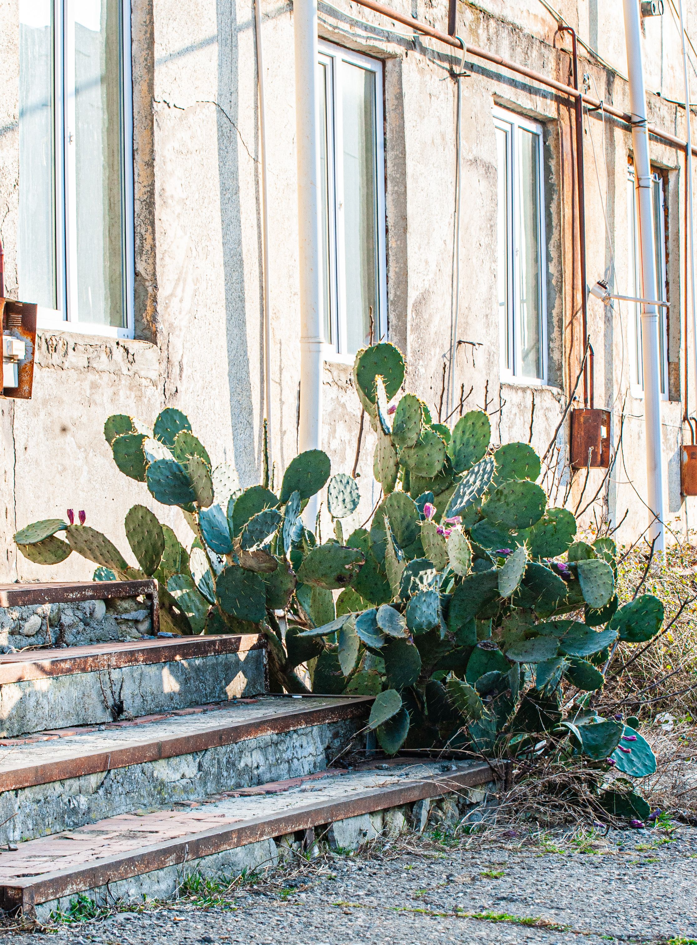Cactus beside rustic building steps in sunlight · Free Stock Photo