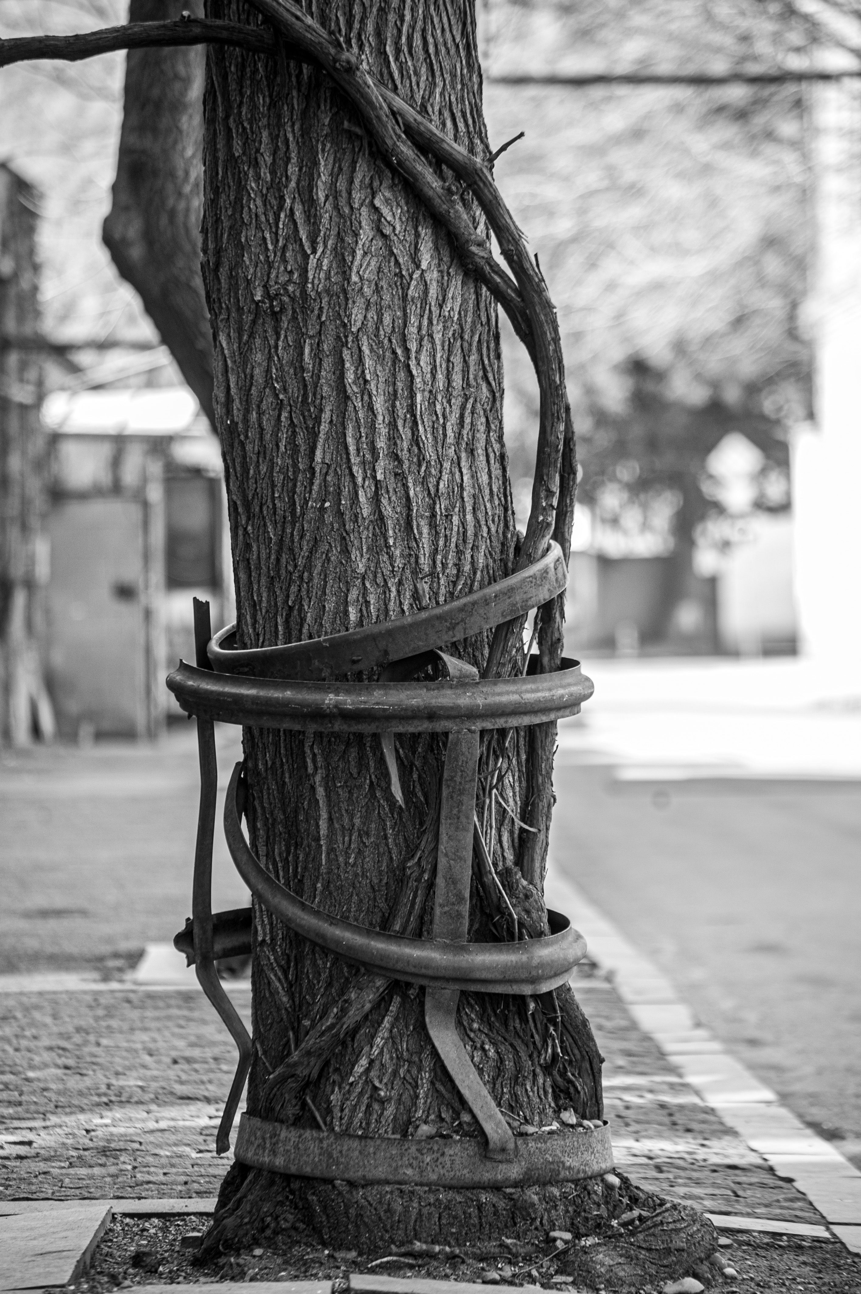 Tree Shield Photos, Download The BEST Free Tree Shield Stock Photos ...