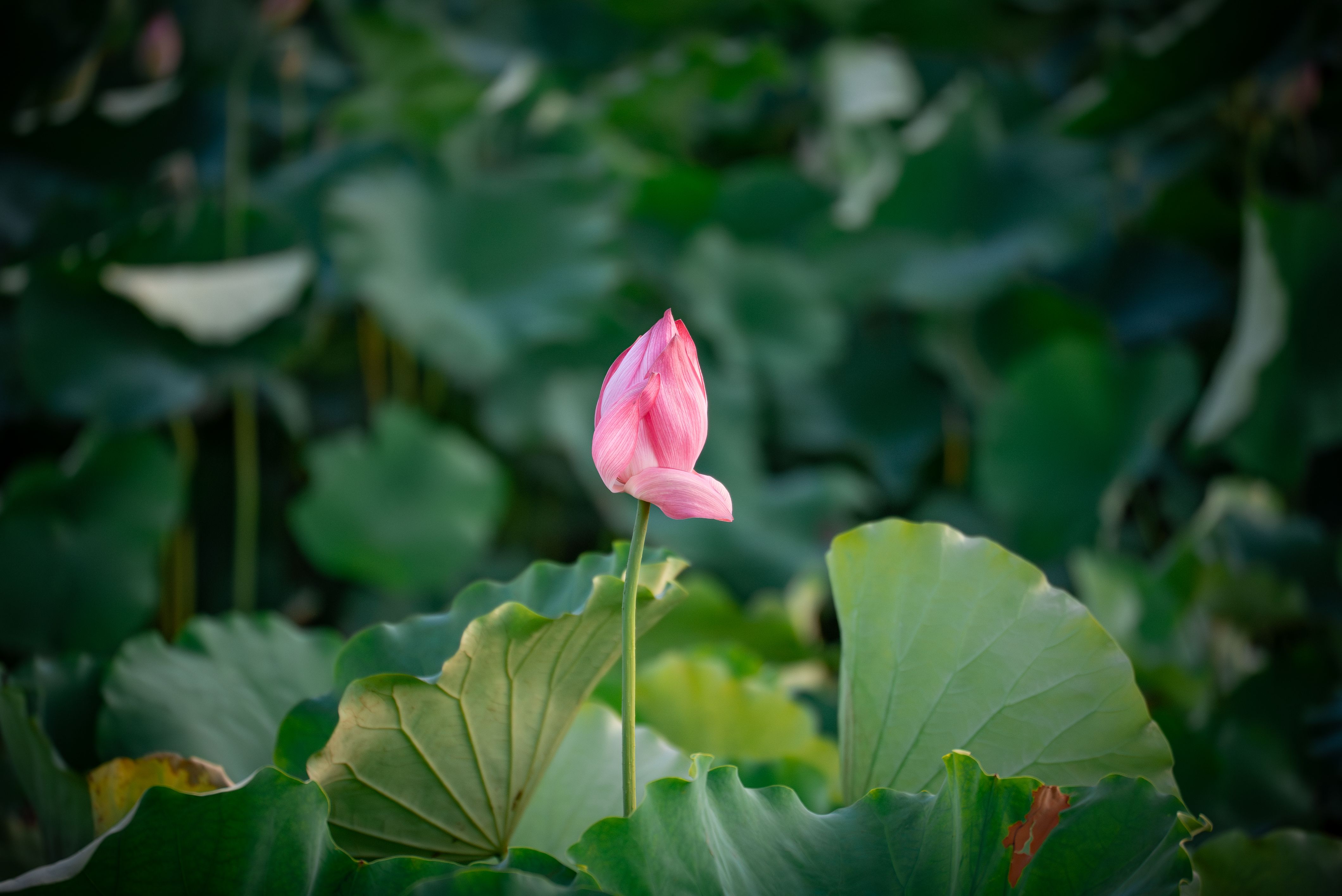 Captivating Pink Lotus Bud Among Green Leaves · Free Stock Photo