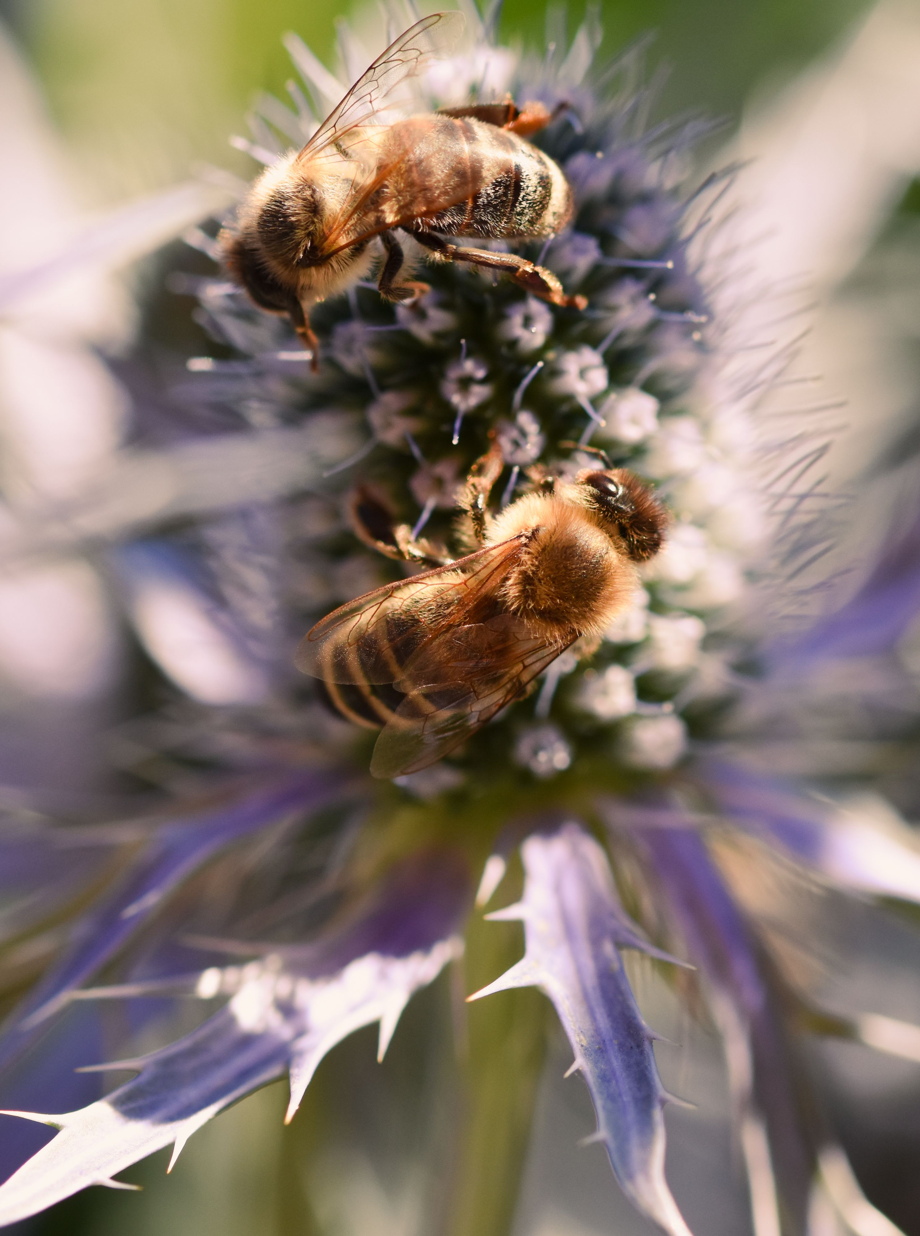 Bees With Honey Photos, Download The BEST Free Bees With Honey Stock ...