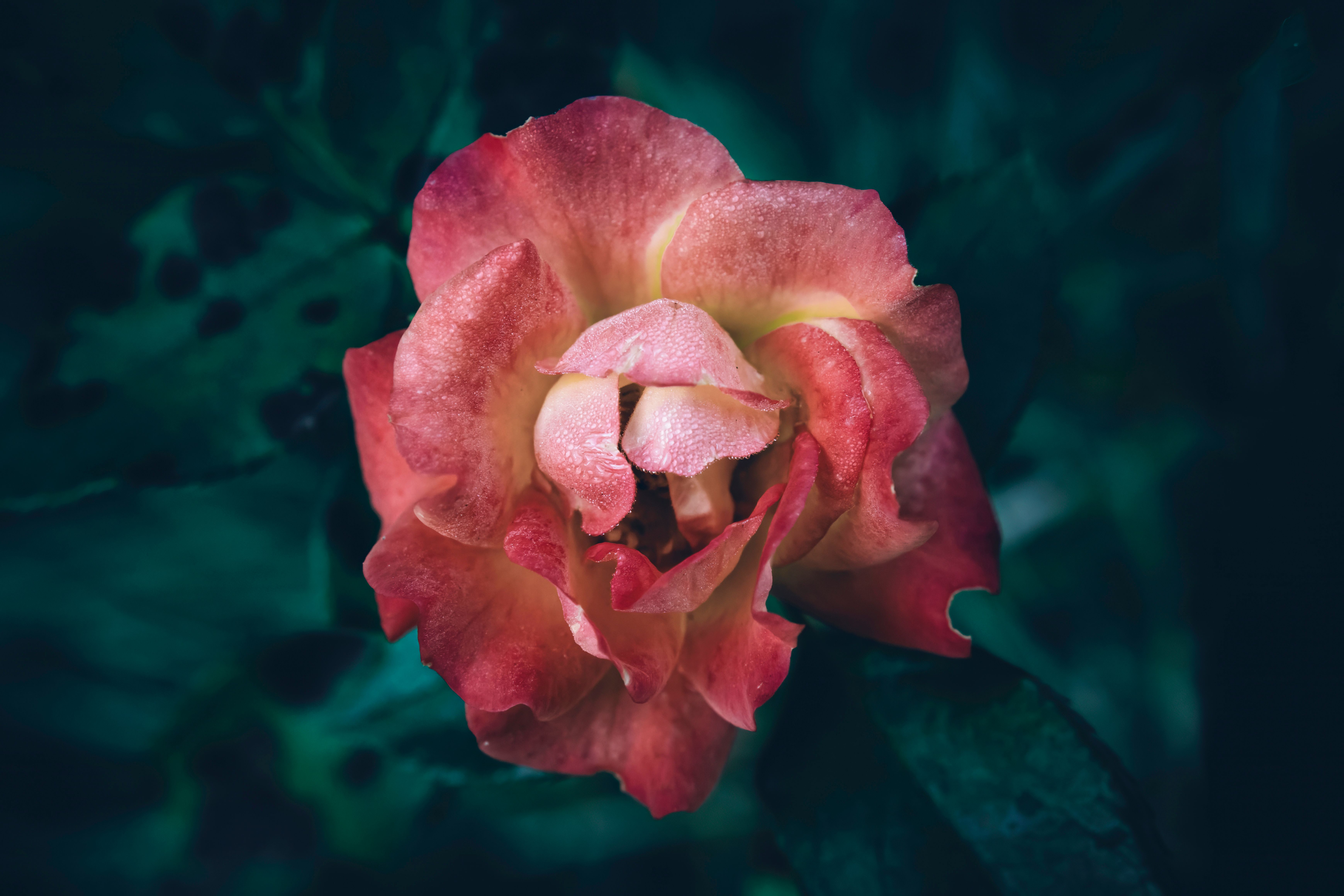 Rose No Background Photos, Download The BEST Free Rose No Background ...