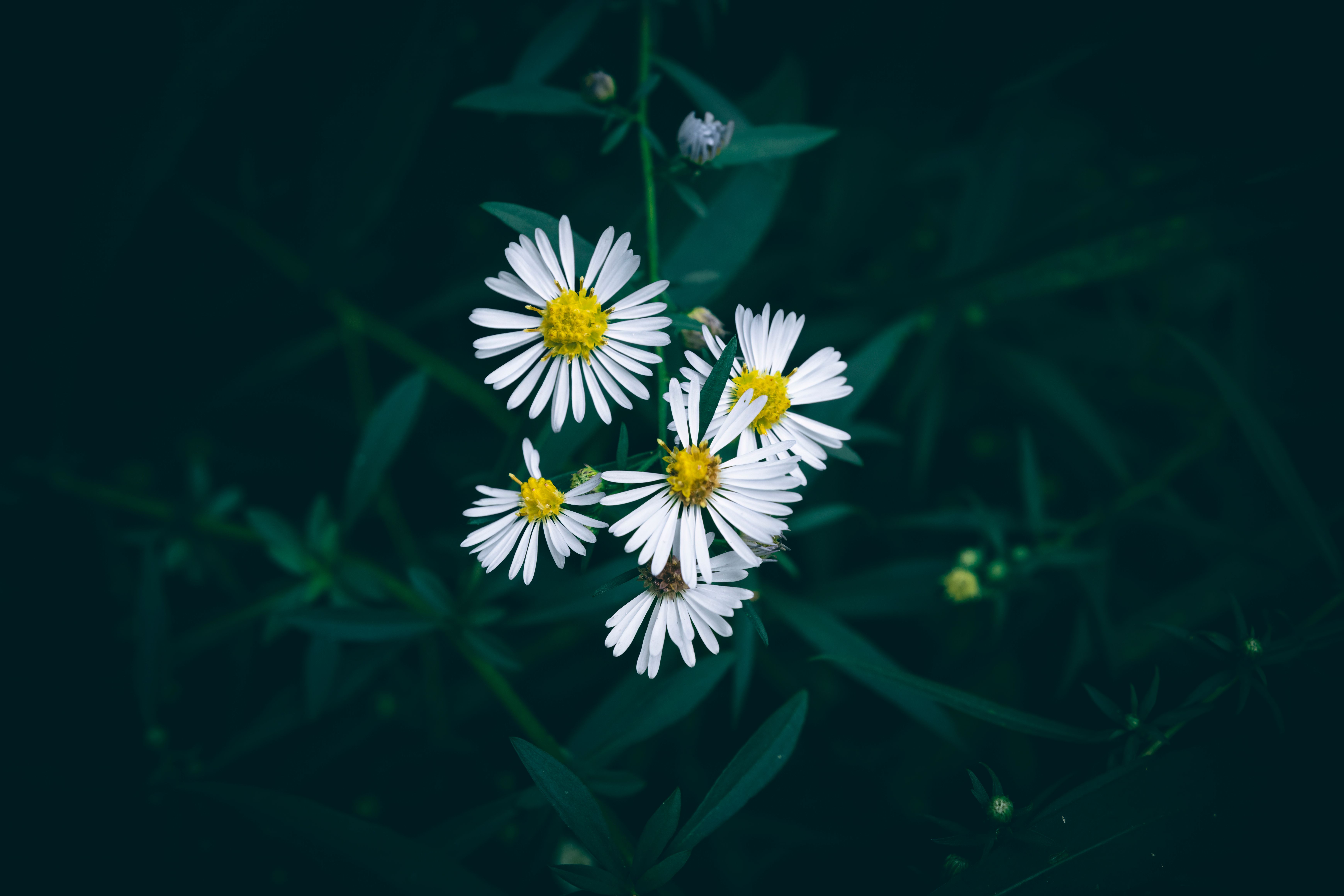 Flowers No Background Photos, Download The BEST Free Flowers No ...