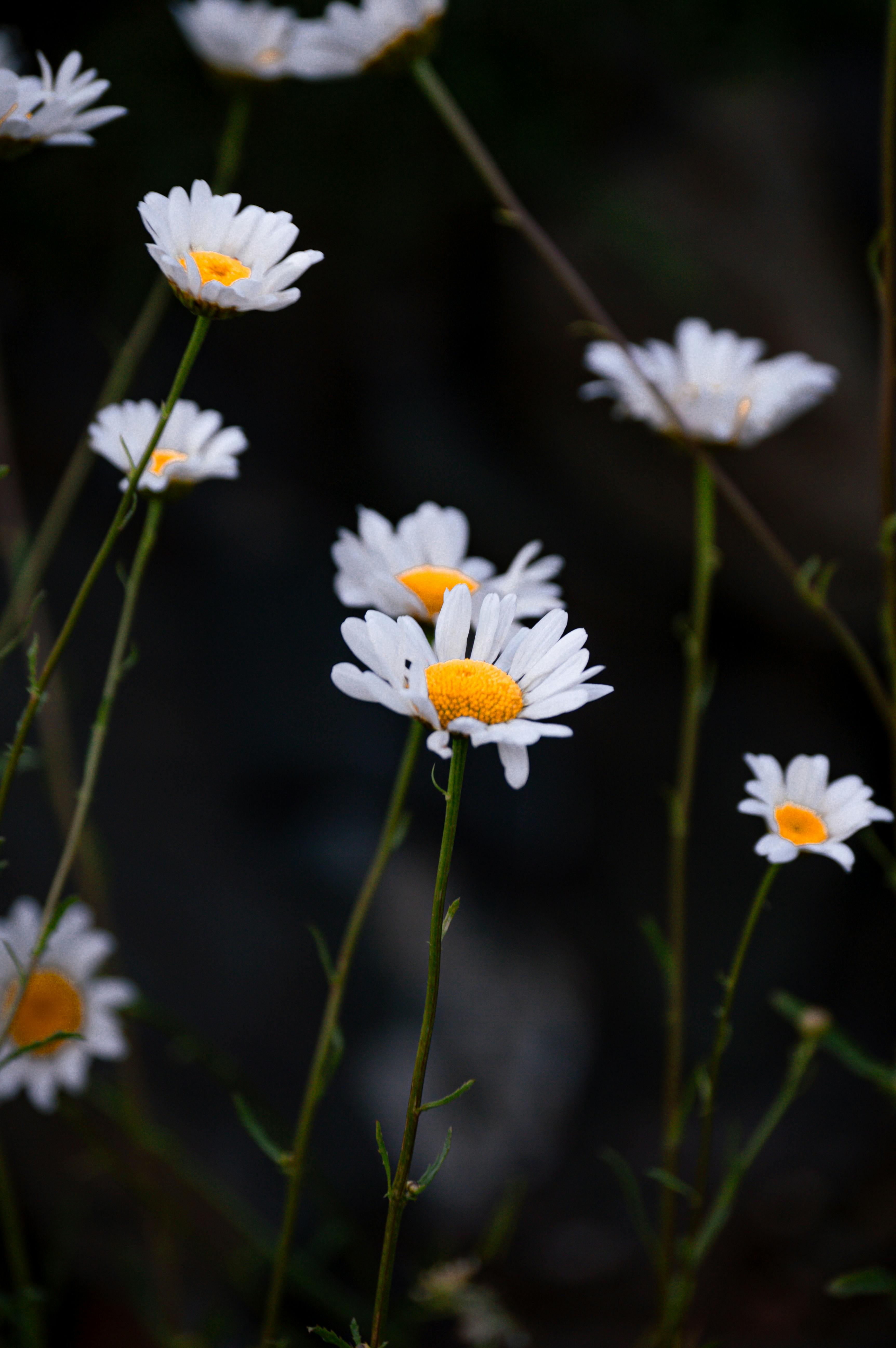 Nature Background Barish Photos, Download The BEST Free Nature ...