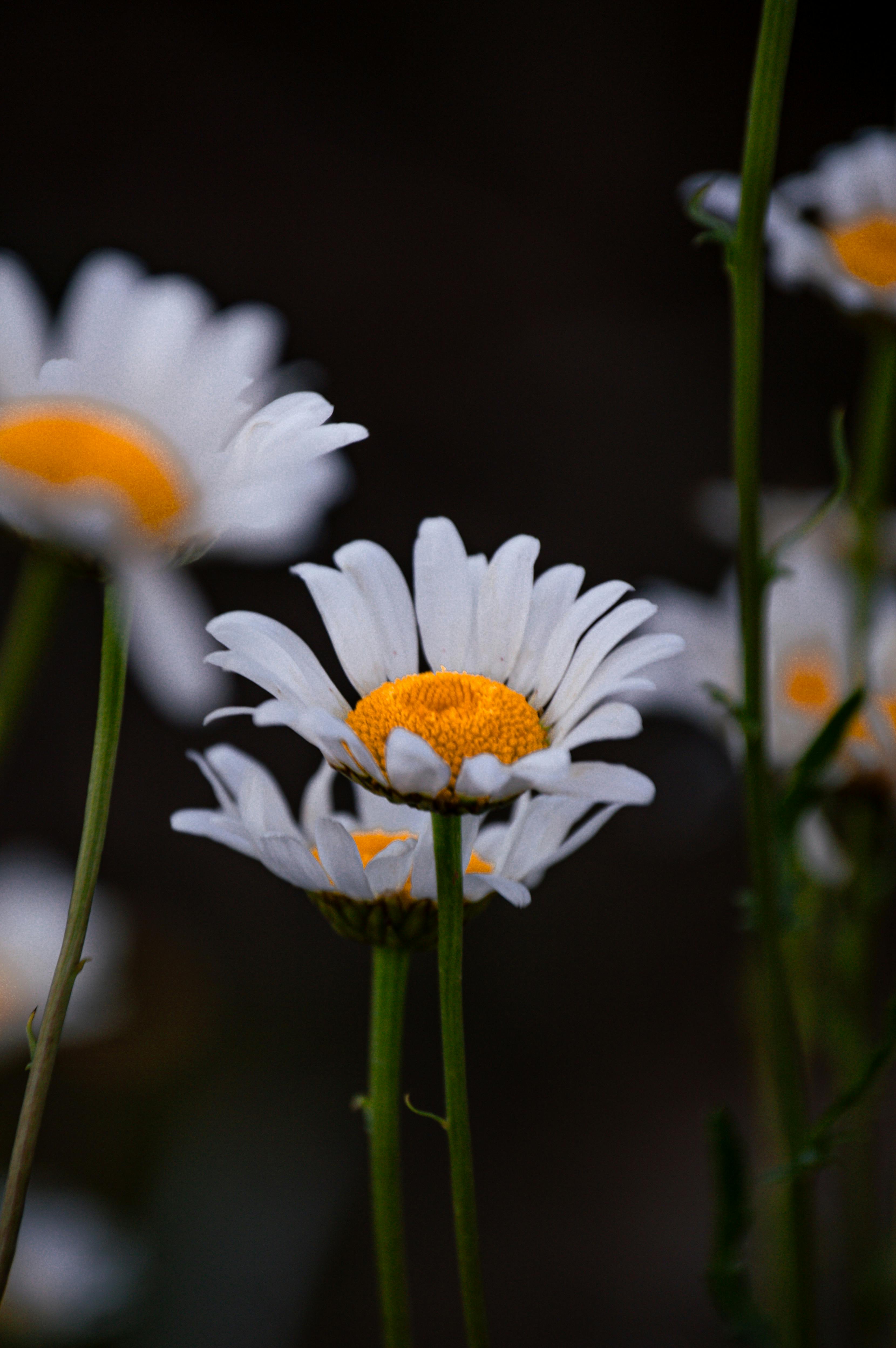 Nature Background Barish Photos, Download The BEST Free Nature ...
