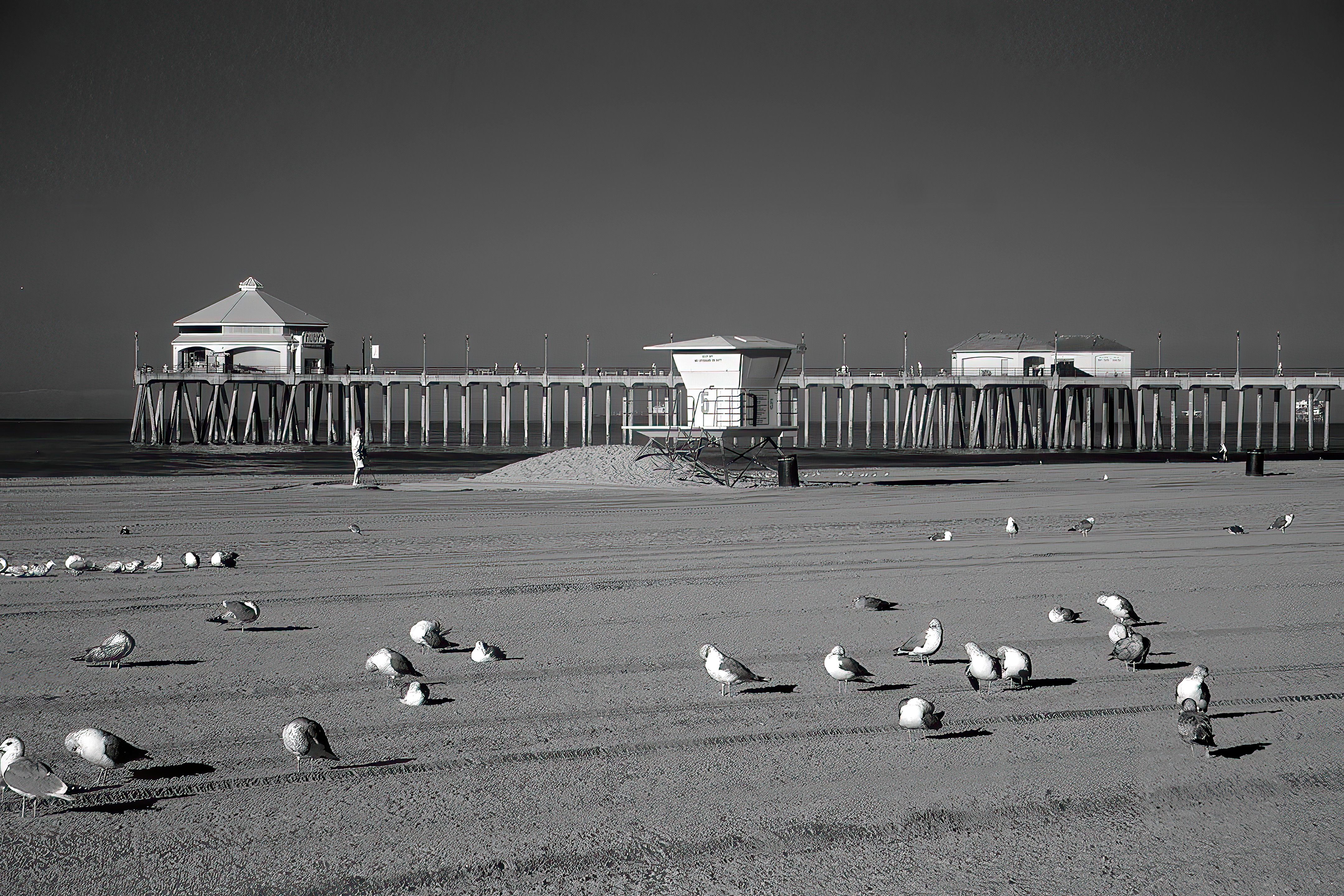 Seagulls on Huntington Beach Pier at Daytime · Free Stock Photo