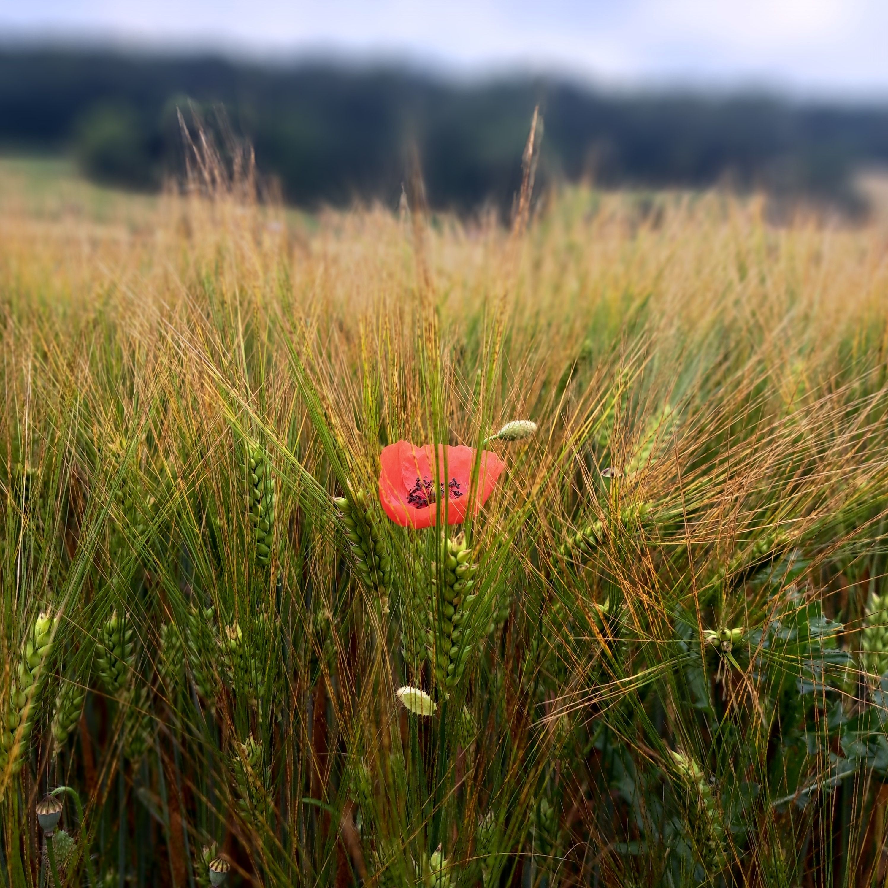 Poppy Flower Photos, Download The BEST Free Poppy Flower Stock Photos ...