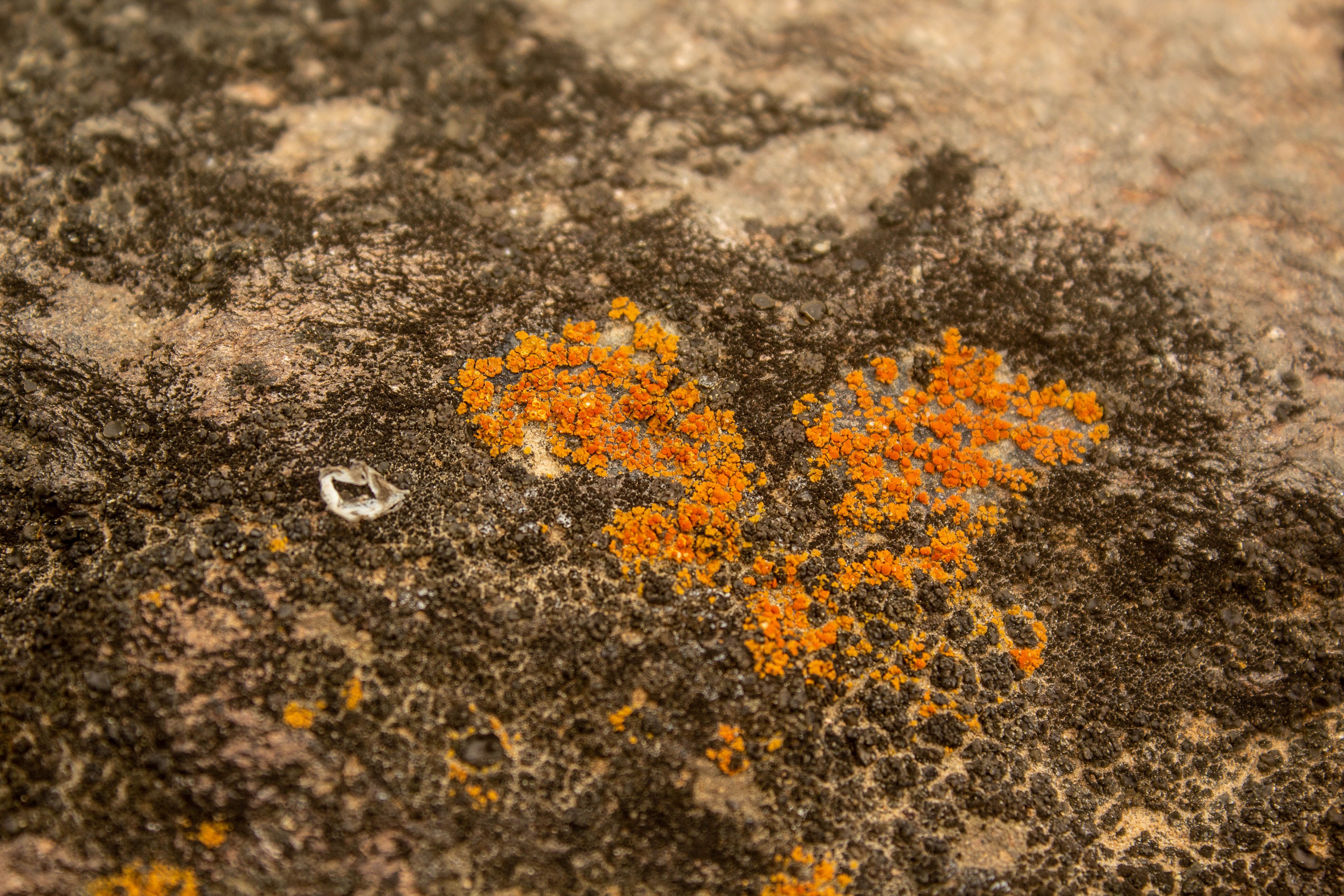 Close-up of Orange Lichen on Rock Surface · Free Stock Photo