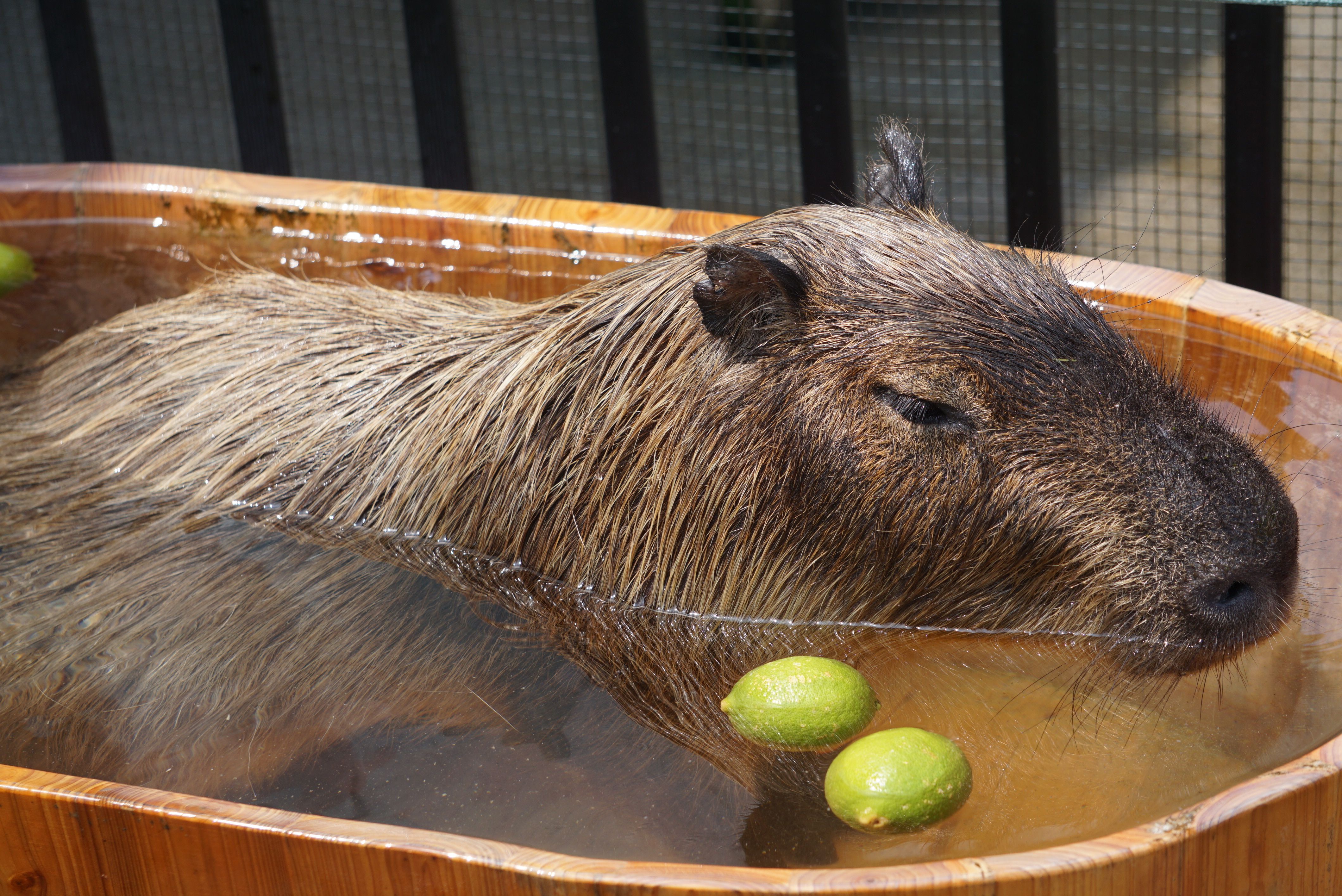 Capybara In Zoo Photos, Download The BEST Free Capybara In Zoo Stock ...