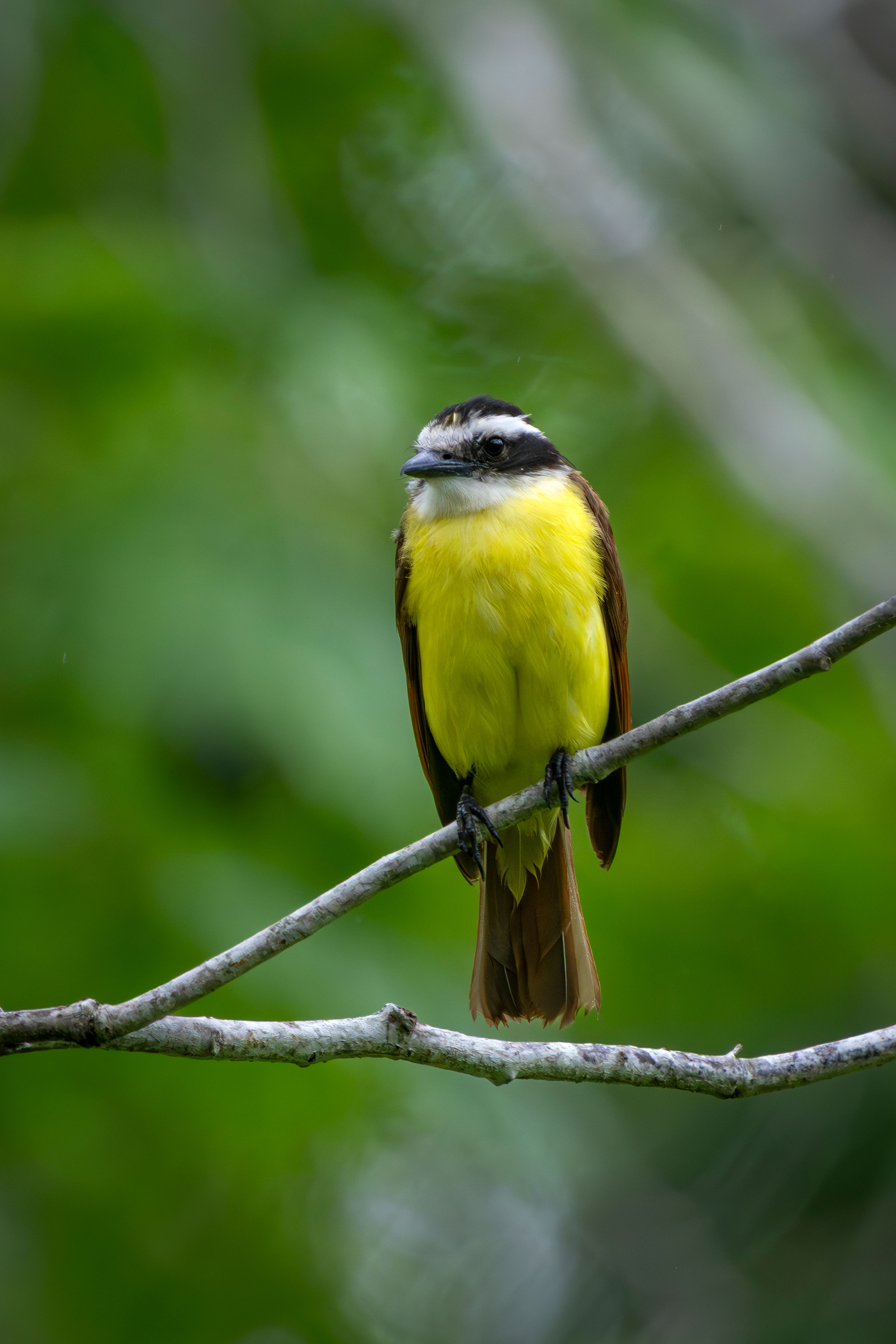 Bird Wallpaper Photos, Download The BEST Free Bird Wallpaper Stock ...