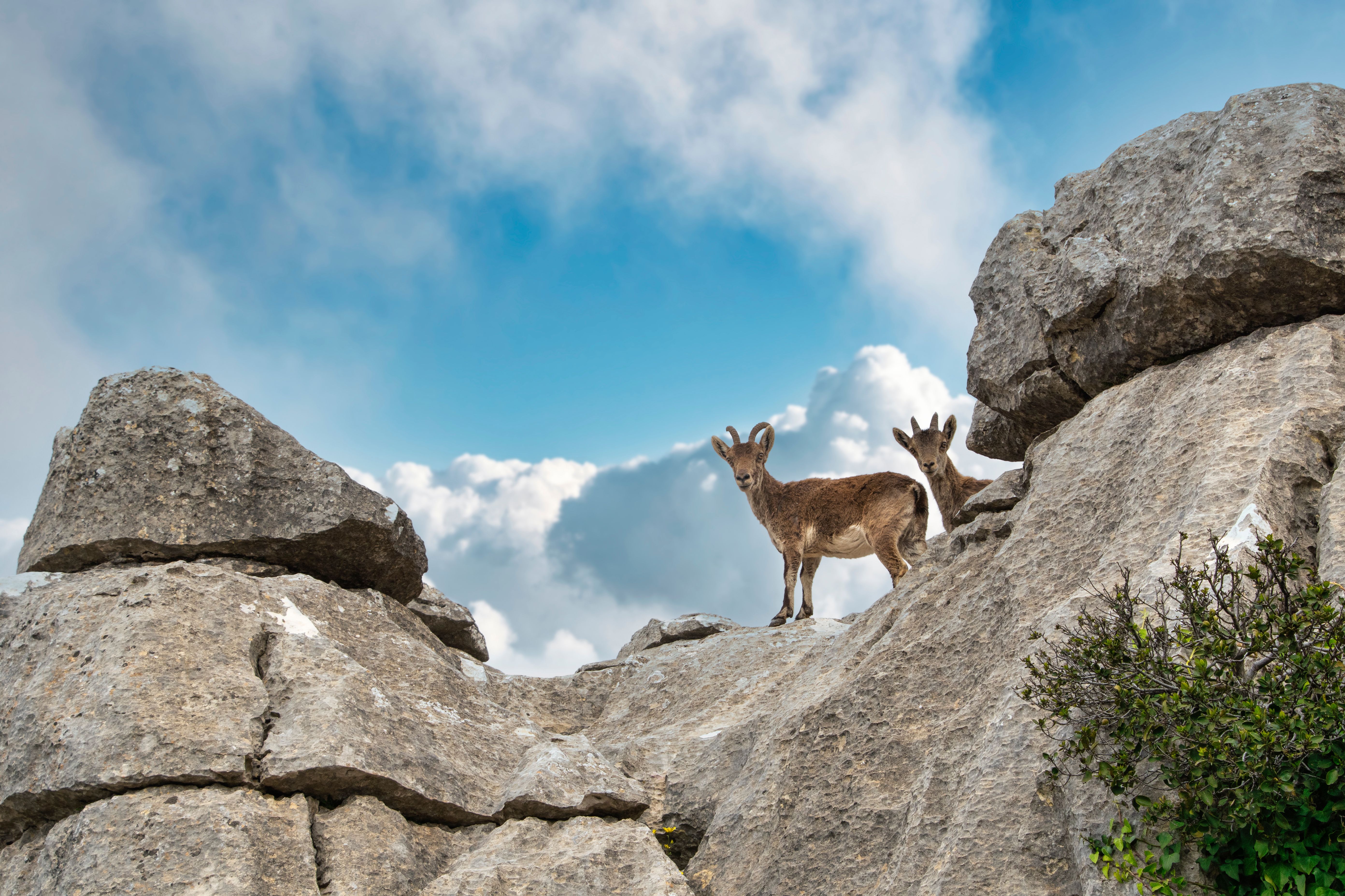 Mountain Goats Among Rocky Cliffs Under Blue Sky · Free Stock Photo