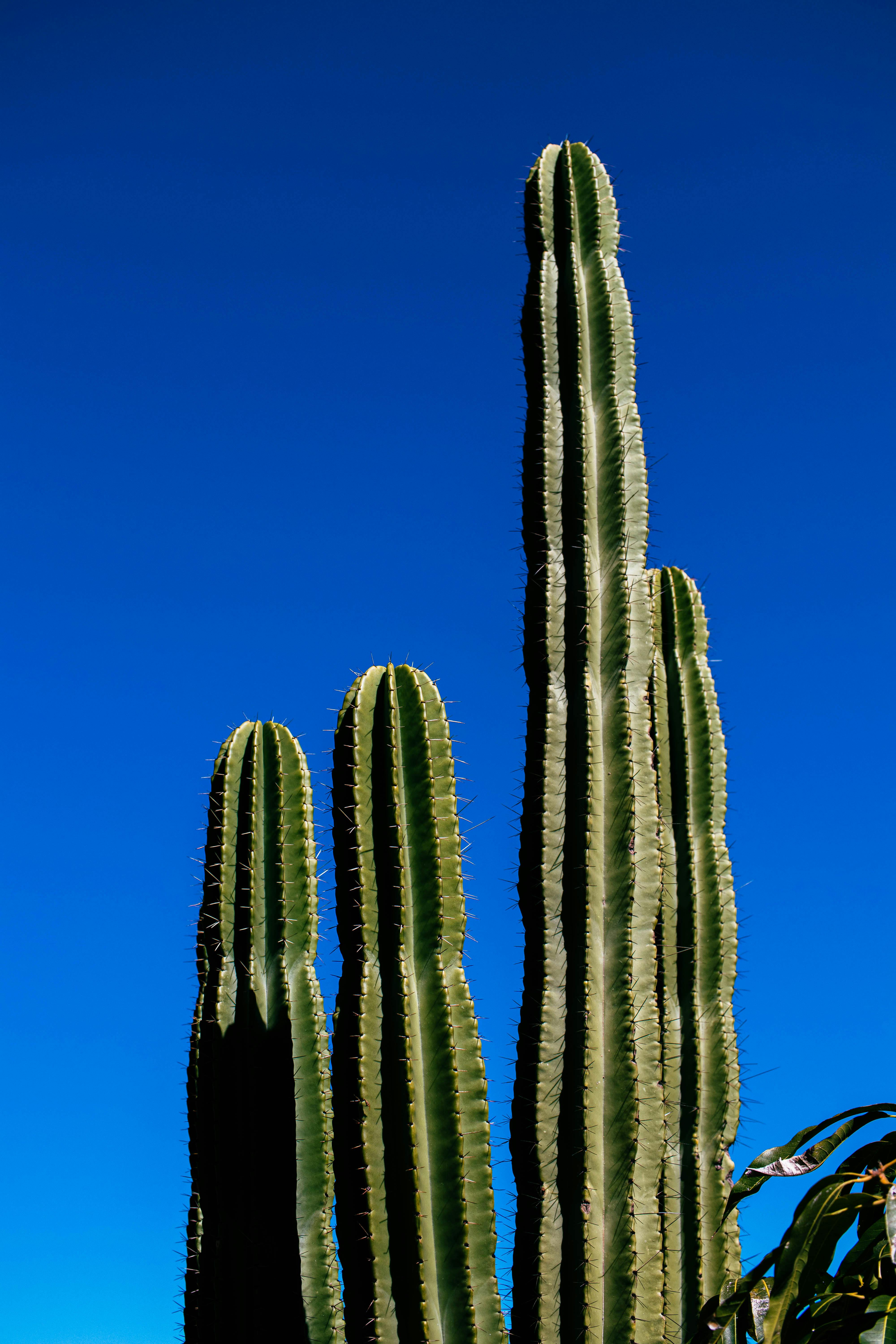 Cactus Altos Contra Un Cielo Azul Claro · Foto de stock gratuita