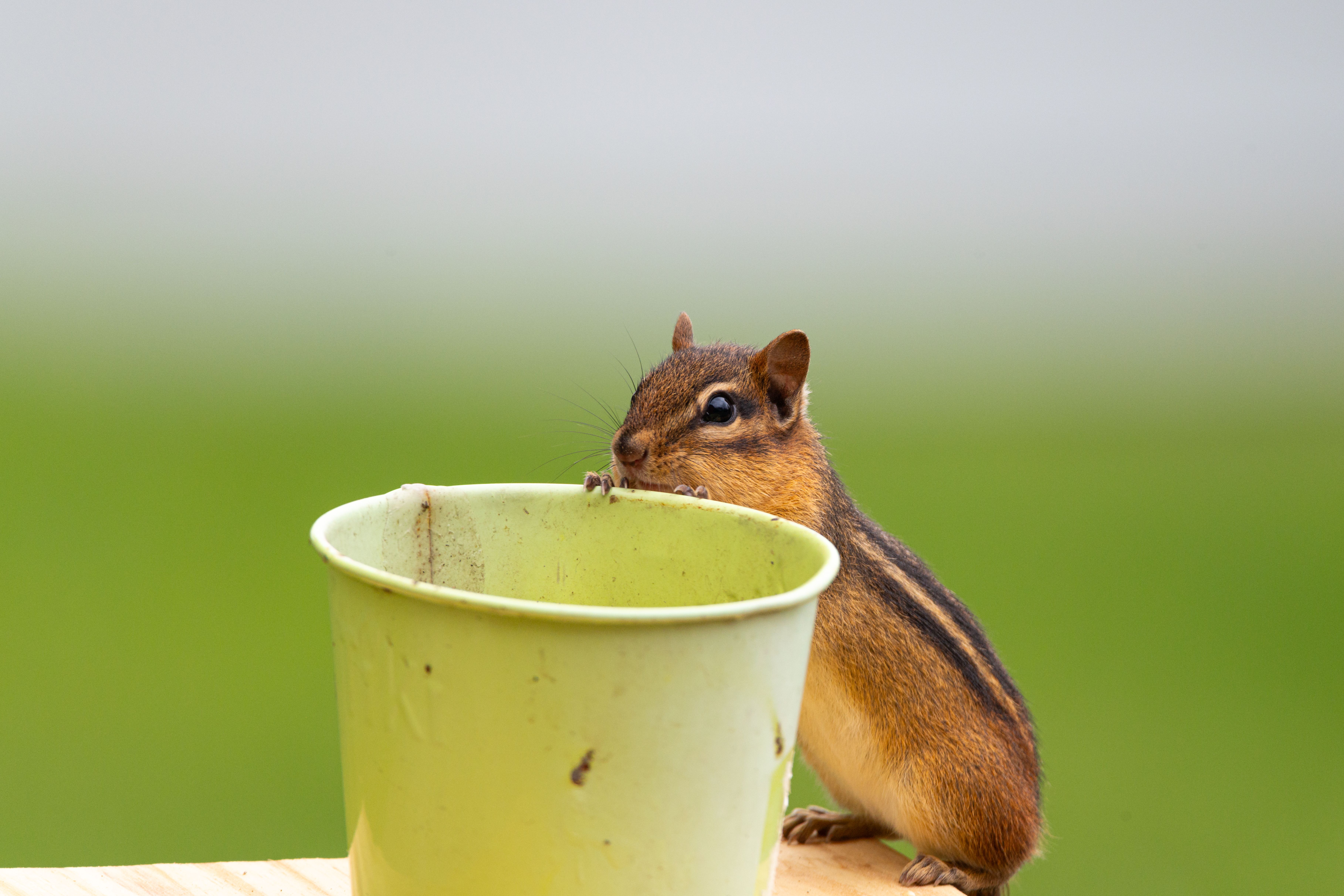 Adorable Chipmunk Behind a Green Plant Pot · Free Stock Photo