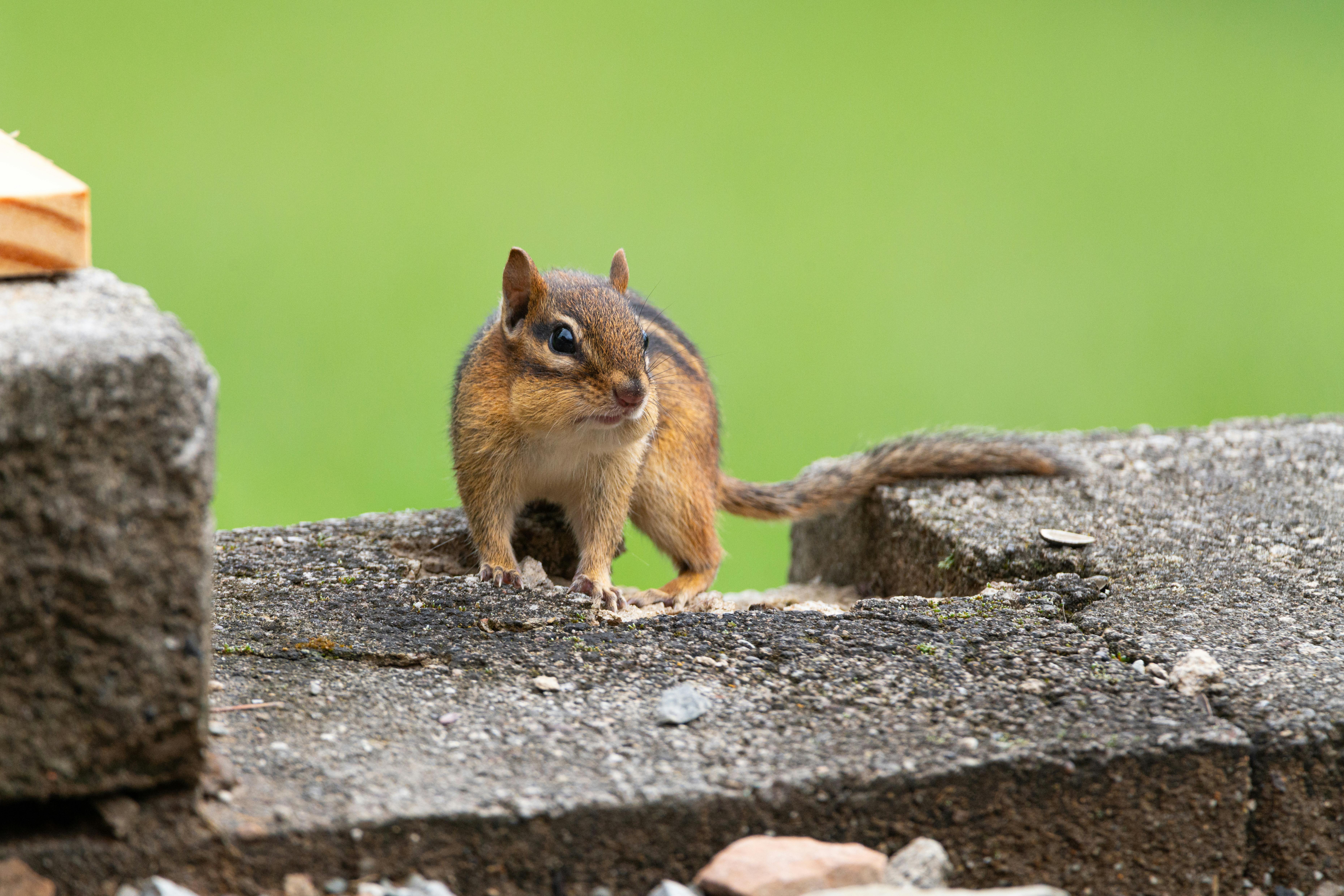 Eastern Chipmunk on Rock in Pennsylvania · Free Stock Photo