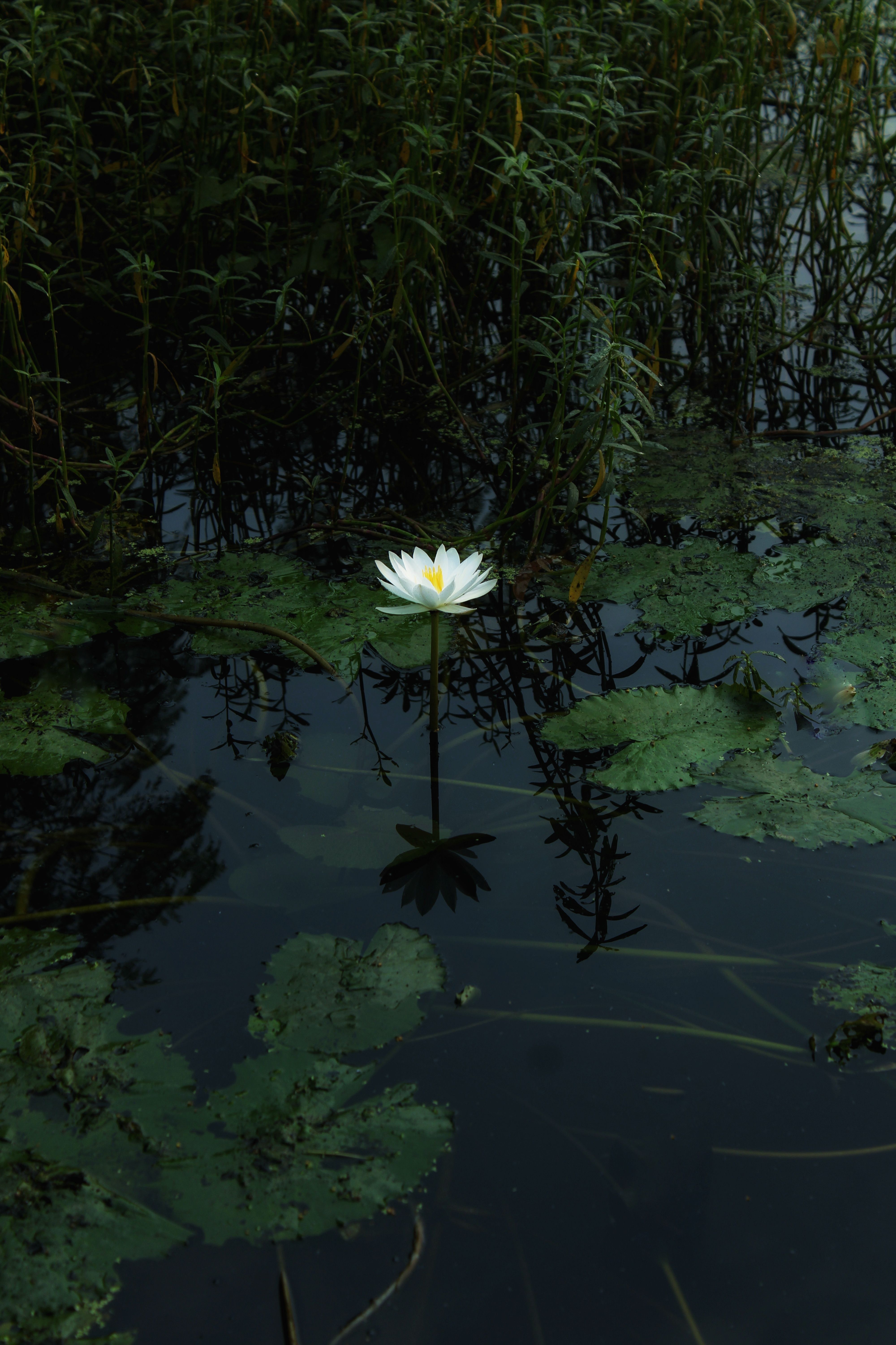 Zoute Wetlands Photos, Download The BEST Free Zoute Wetlands Stock ...