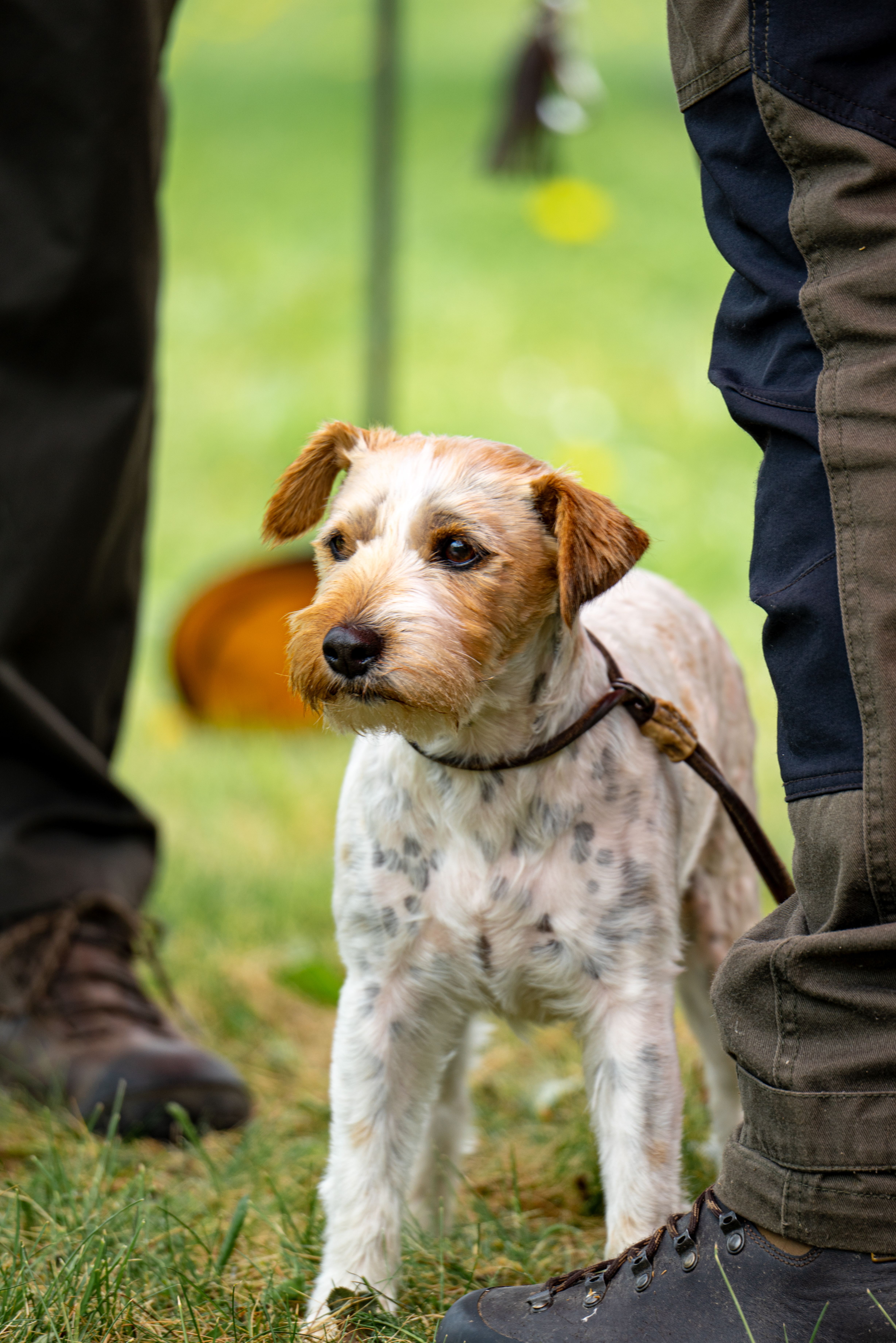 Dog Breed Photos, Download The BEST Free Dog Breed Stock Photos & HD Images