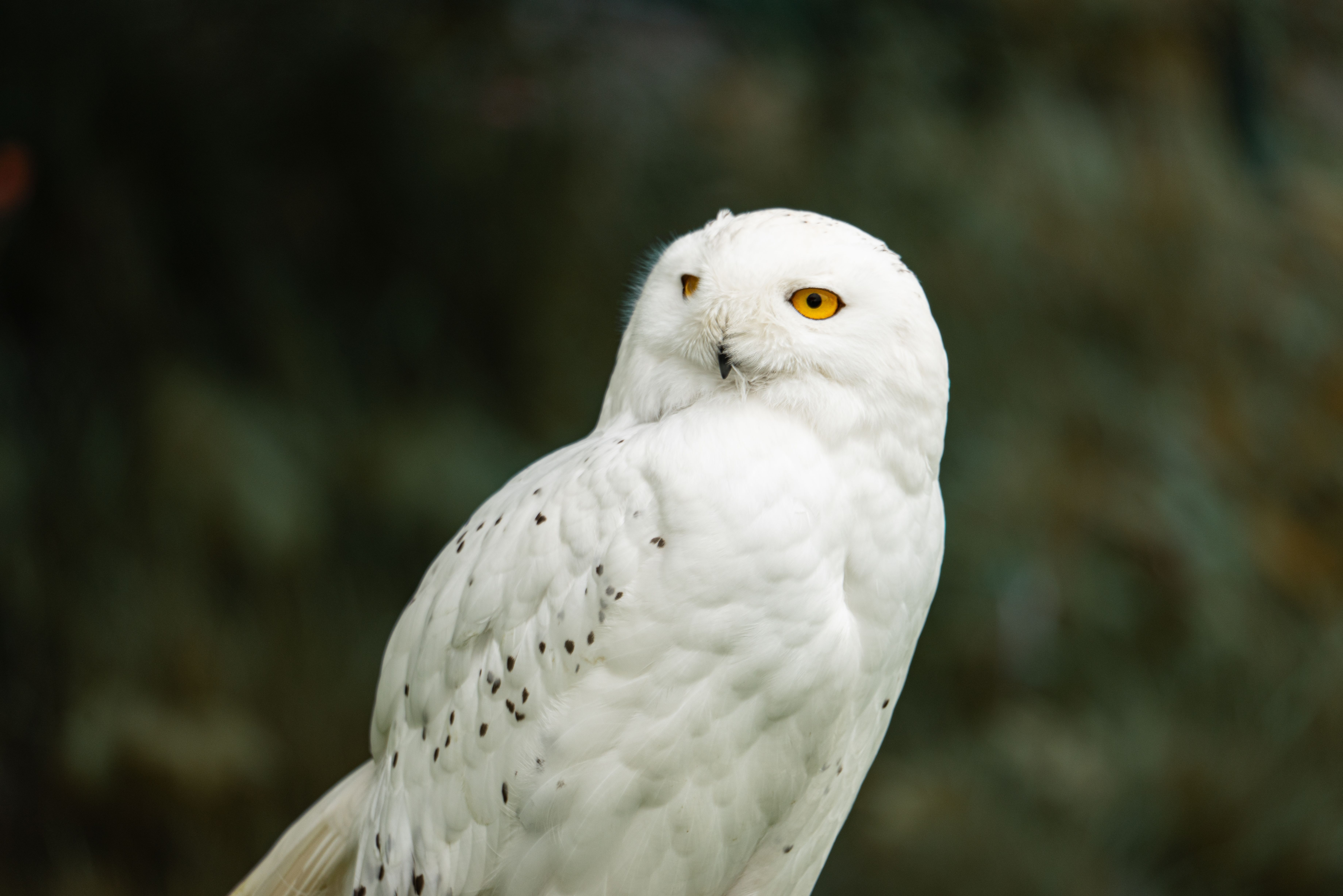 Majestic Snowy Owl in Natural Habitat · Free Stock Photo