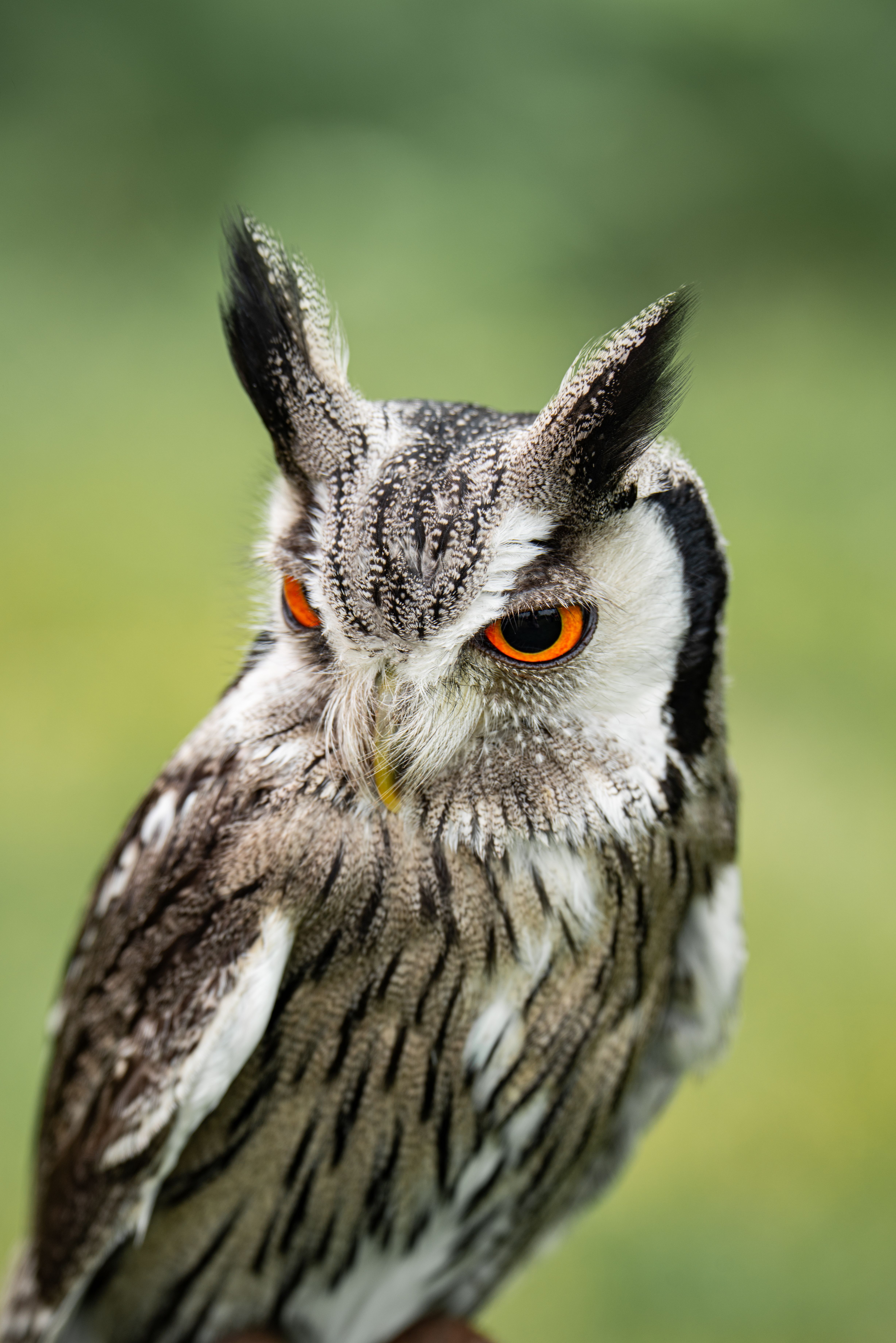 3.000+ Kluge Eule Bilder und Fotos · Kostenlos Downloaden · Pexels ...