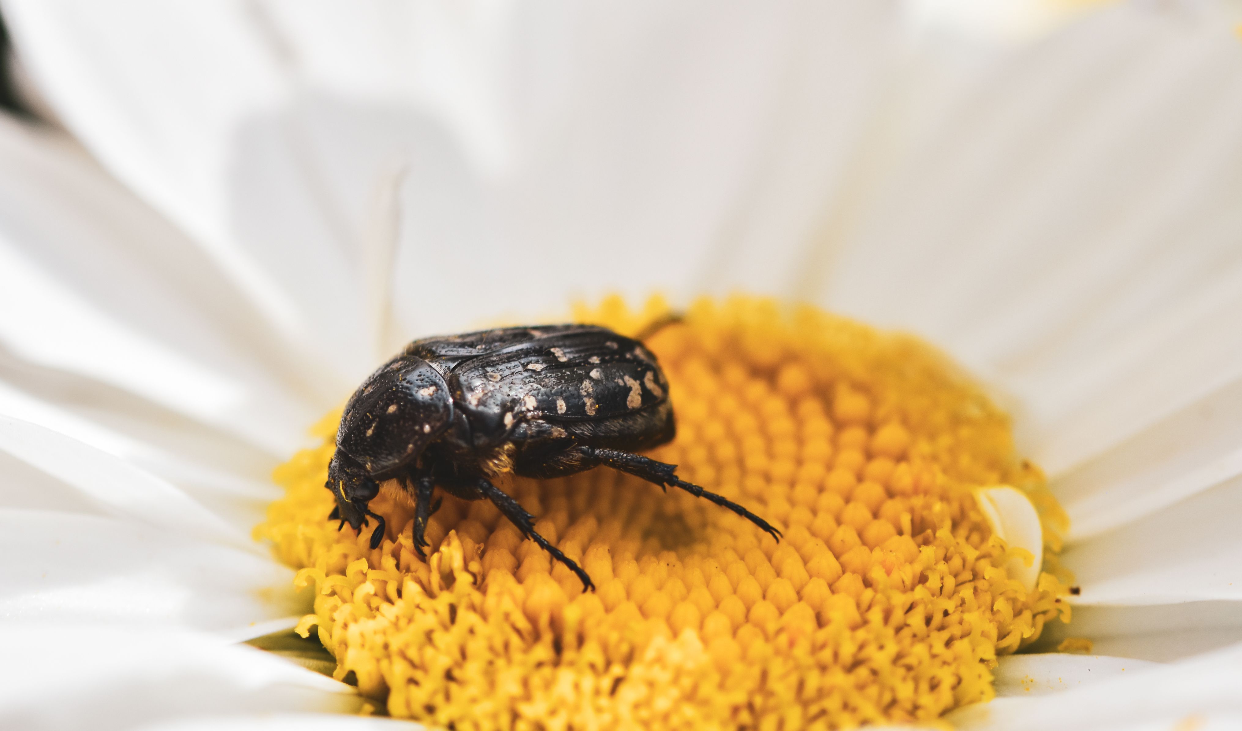 Close-Up of Beetle on Daisy Flower · Free Stock Photo