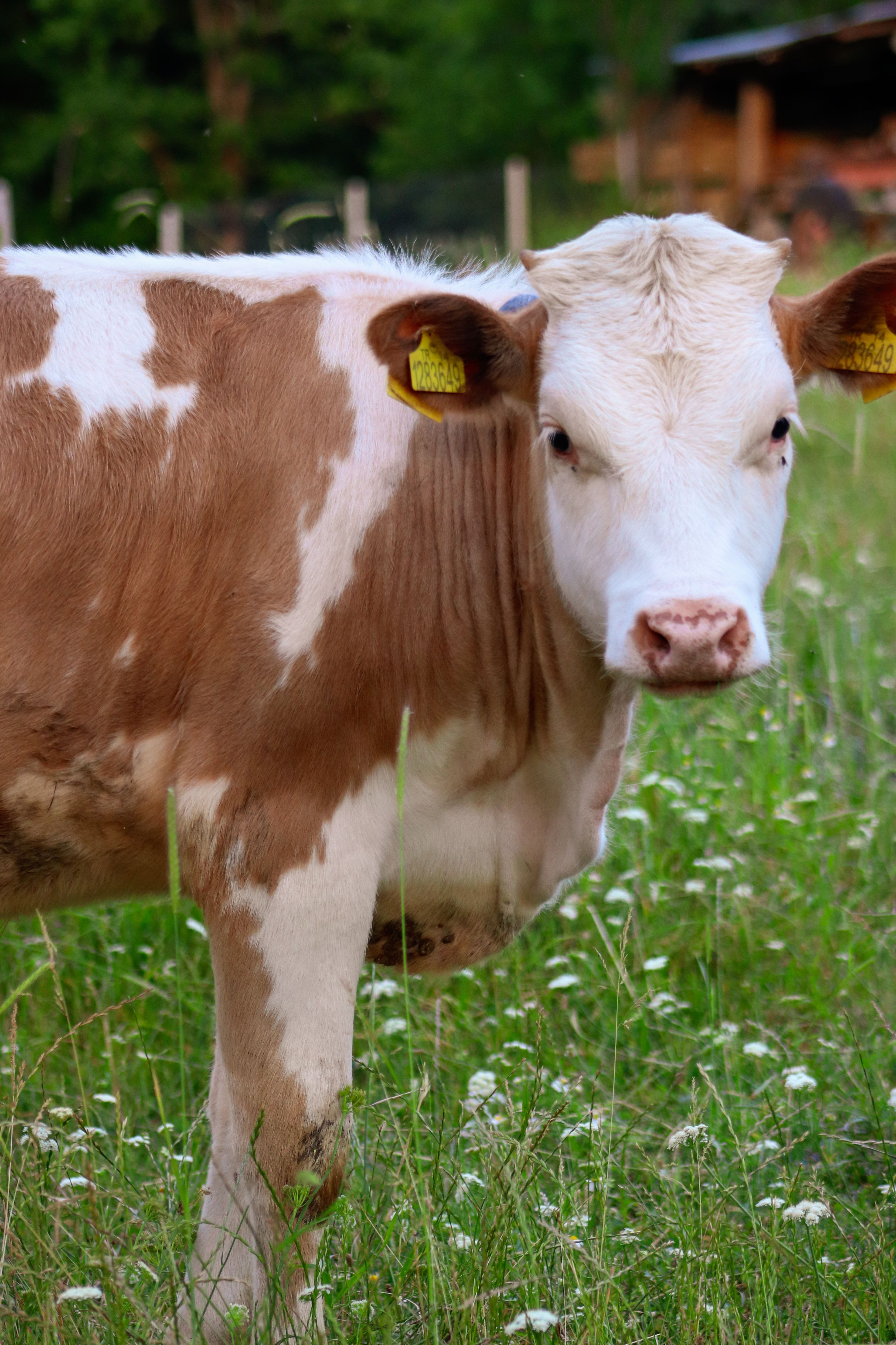 White Cow on Green Grass Field · Free Stock Photo