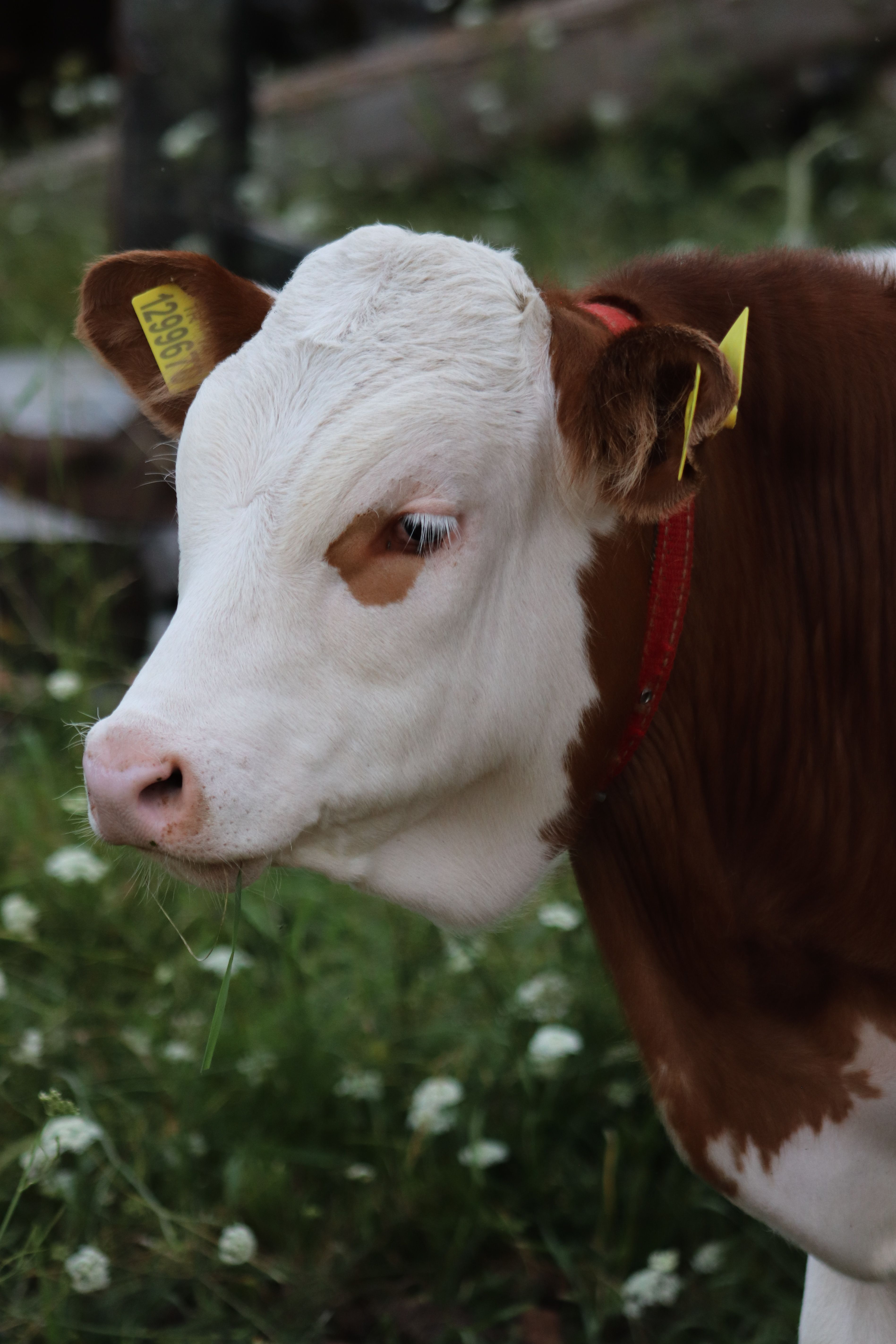 Holstein Cow Close Up Photos, Download The BEST Free Holstein Cow Close ...