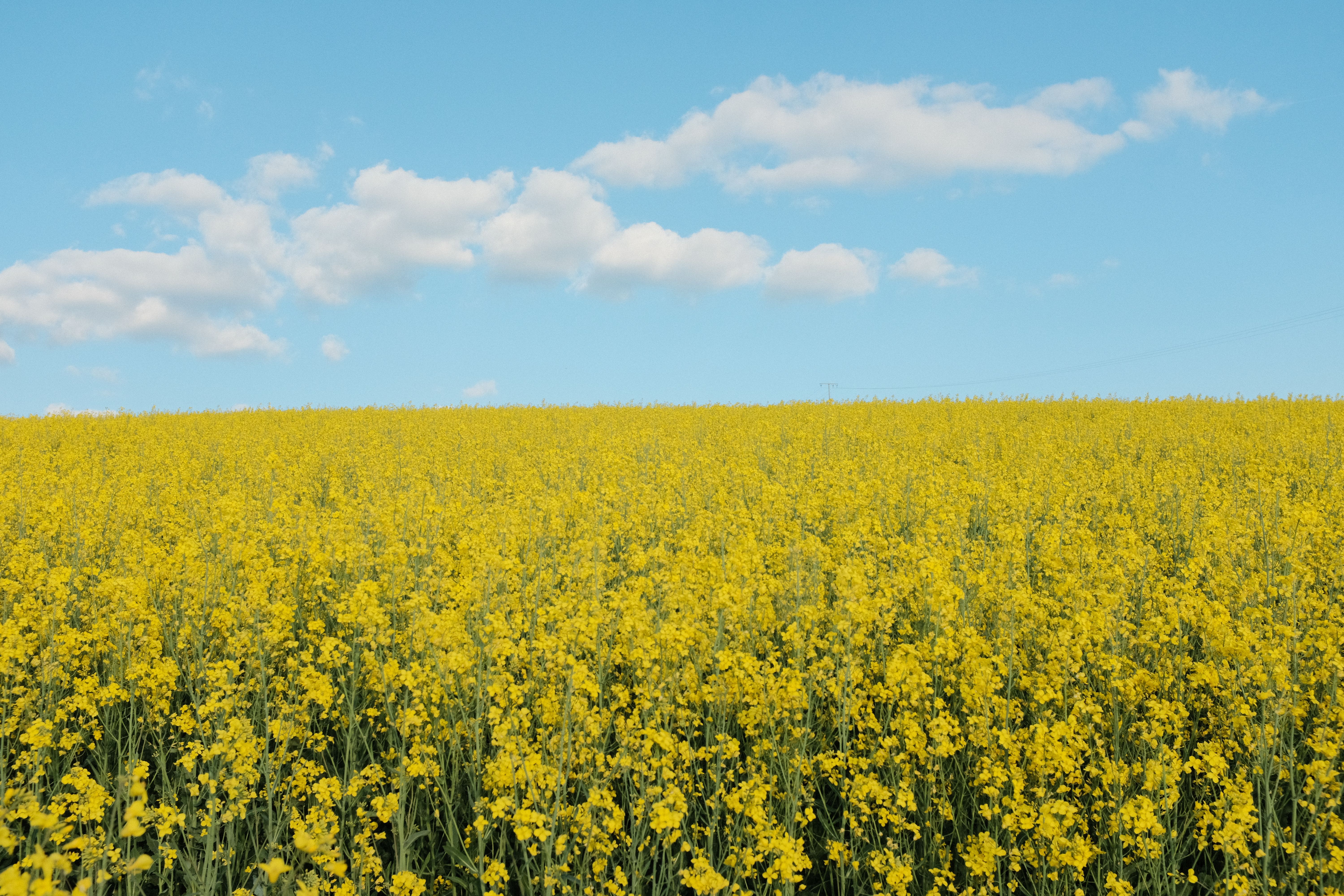 Vast Golden Canola Field Under Blue Sky · Free Stock Photo