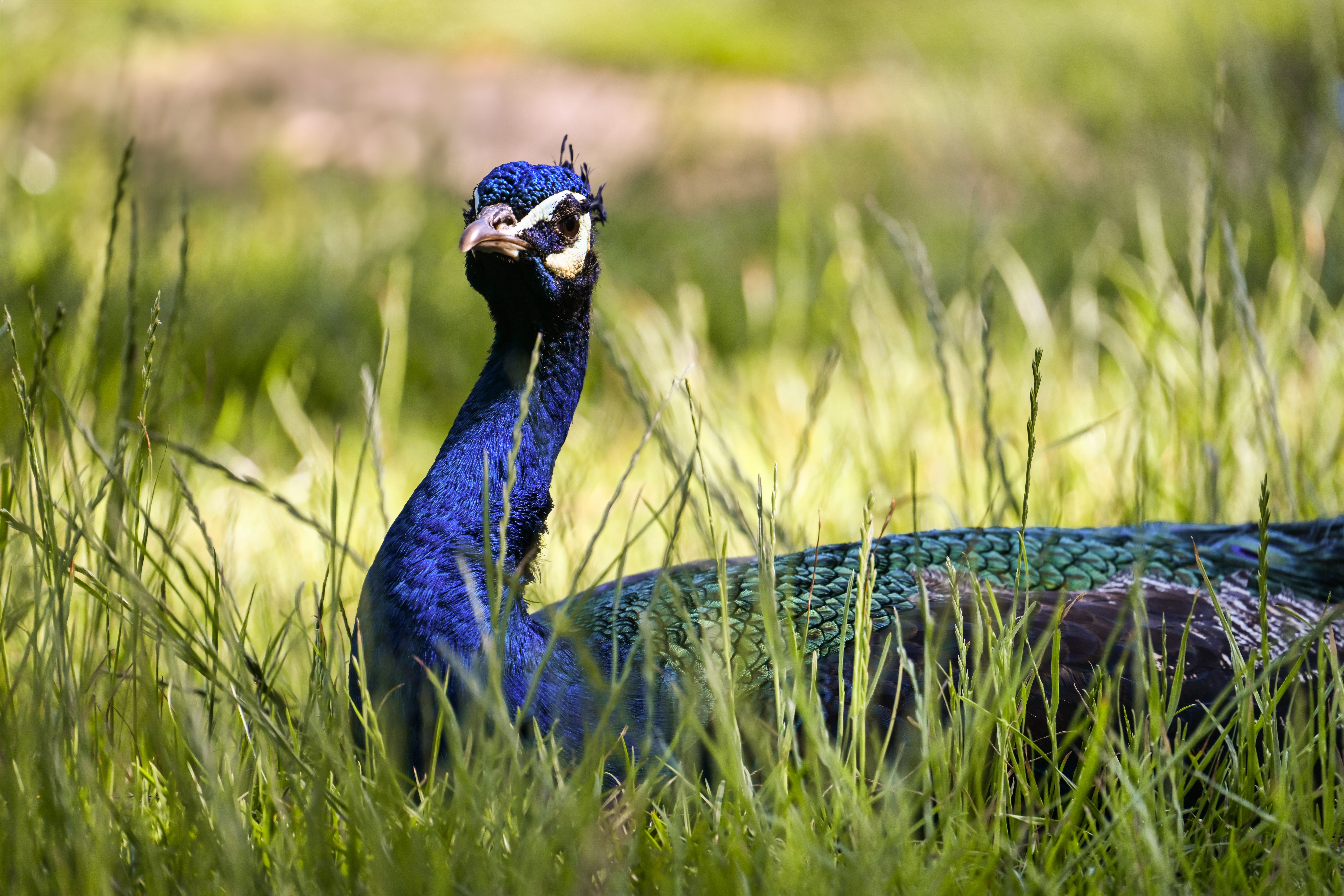 Vibrant Peacock in Lush Grassland Portrait · Free Stock Photo