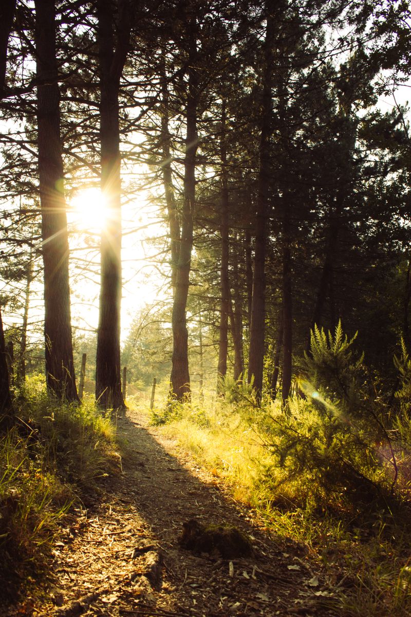 Sunlit Trail Photos, Download The BEST Free Sunlit Trail Stock Photos ...