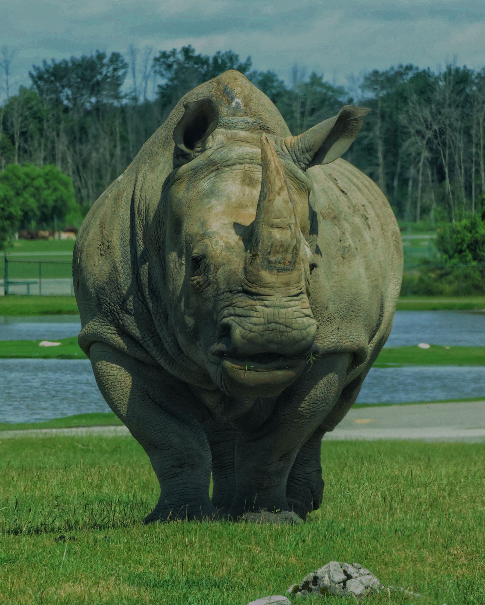 Rhinoceros Photos, Download The BEST Free Rhinoceros Stock Photos & HD ...