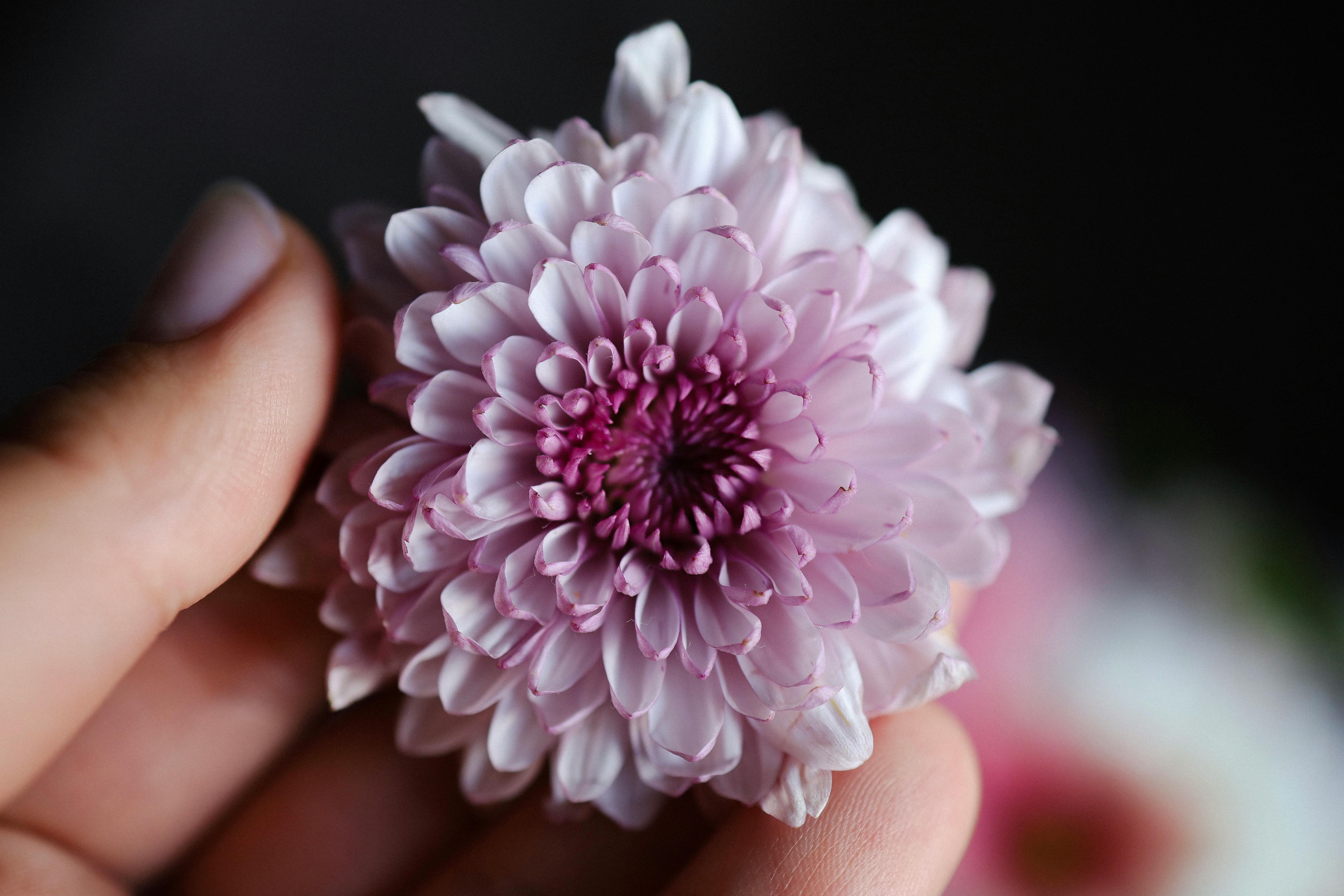 Flower In Hand Photos, Download The BEST Free Flower In Hand Stock ...