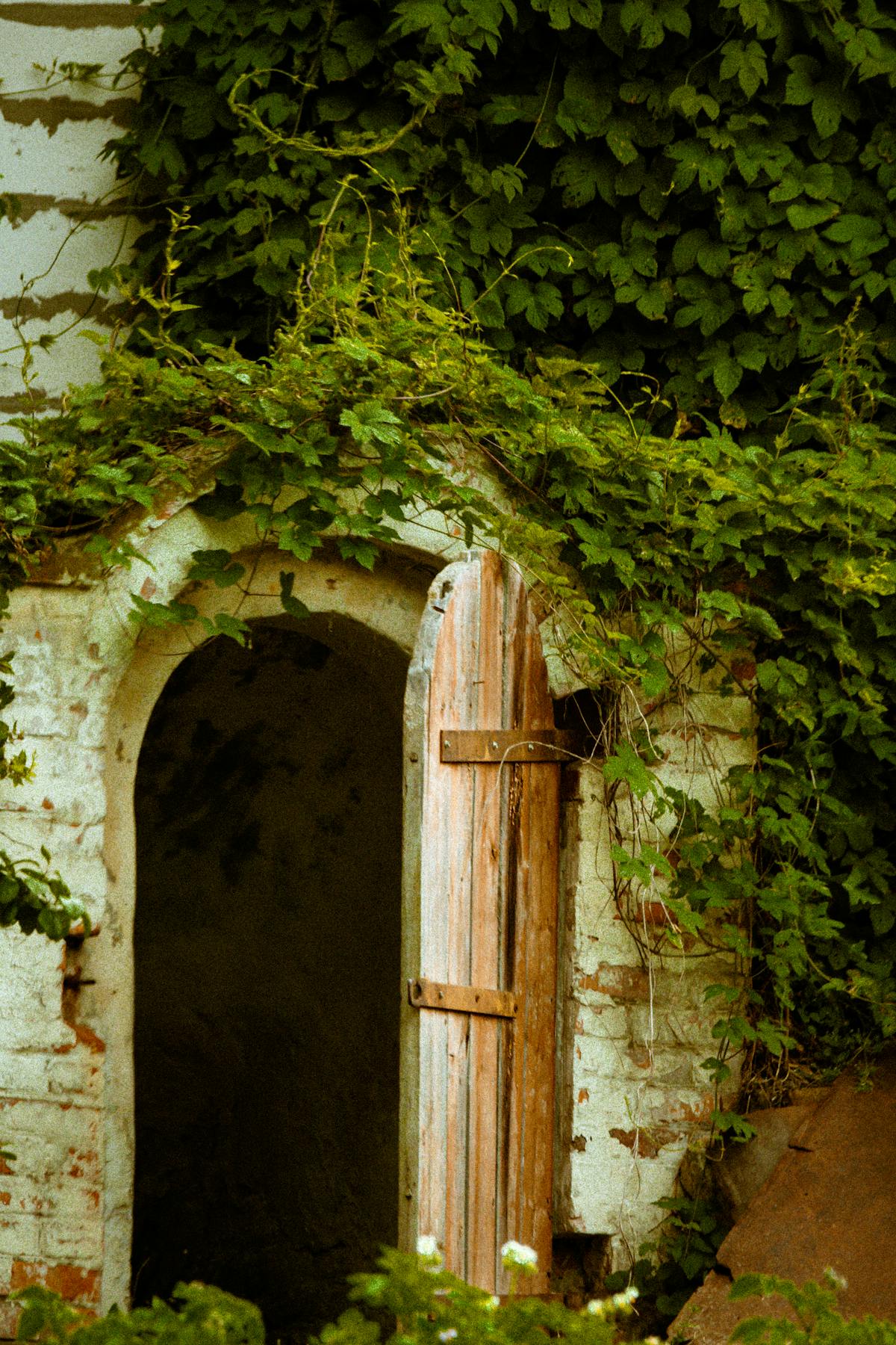 Rustic Vines Icon Photos, Download The BEST Free Rustic Vines Icon ...