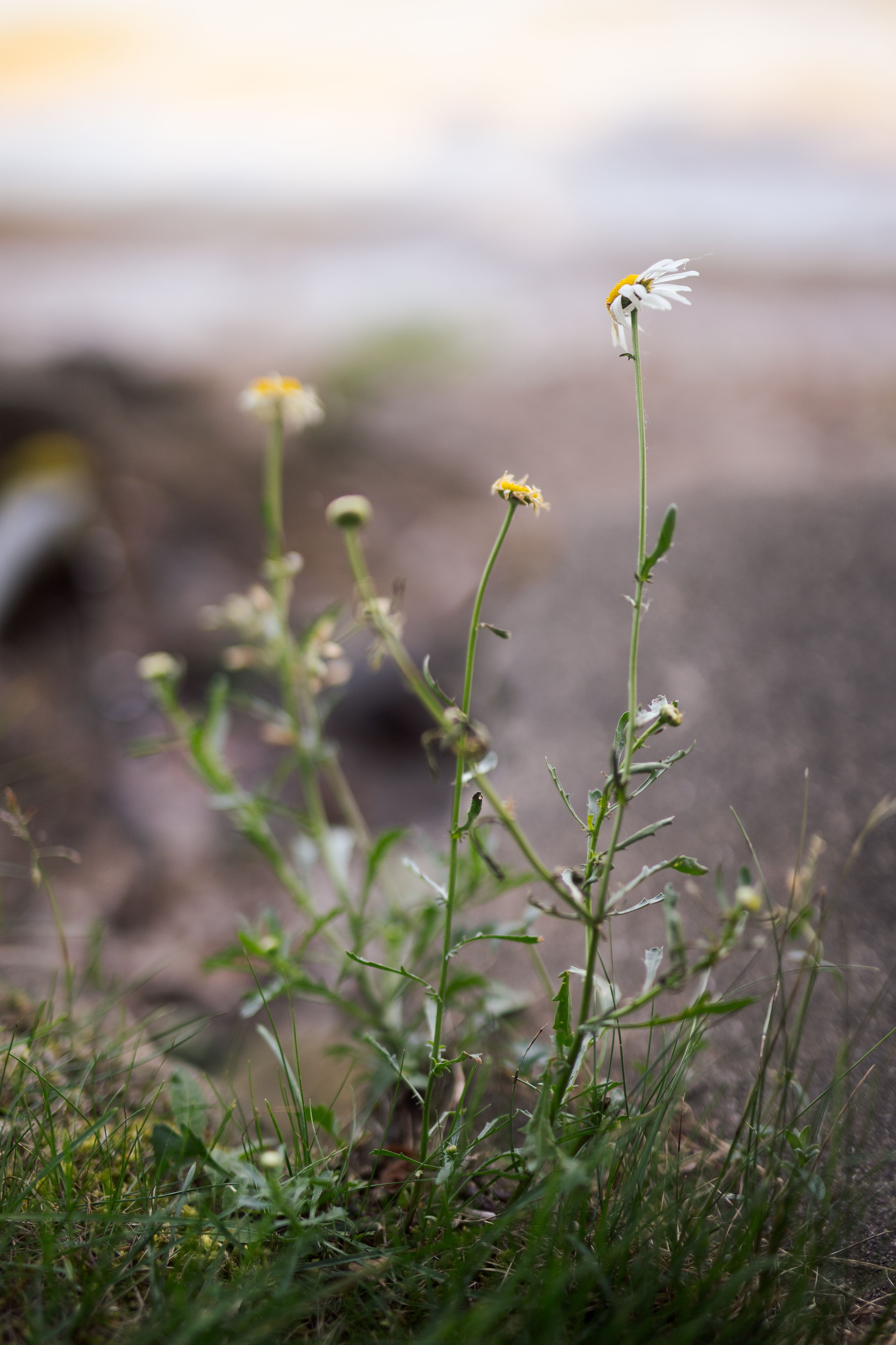 Close-up of a Wild Daisy with Soft Background Blur · Free Stock Photo