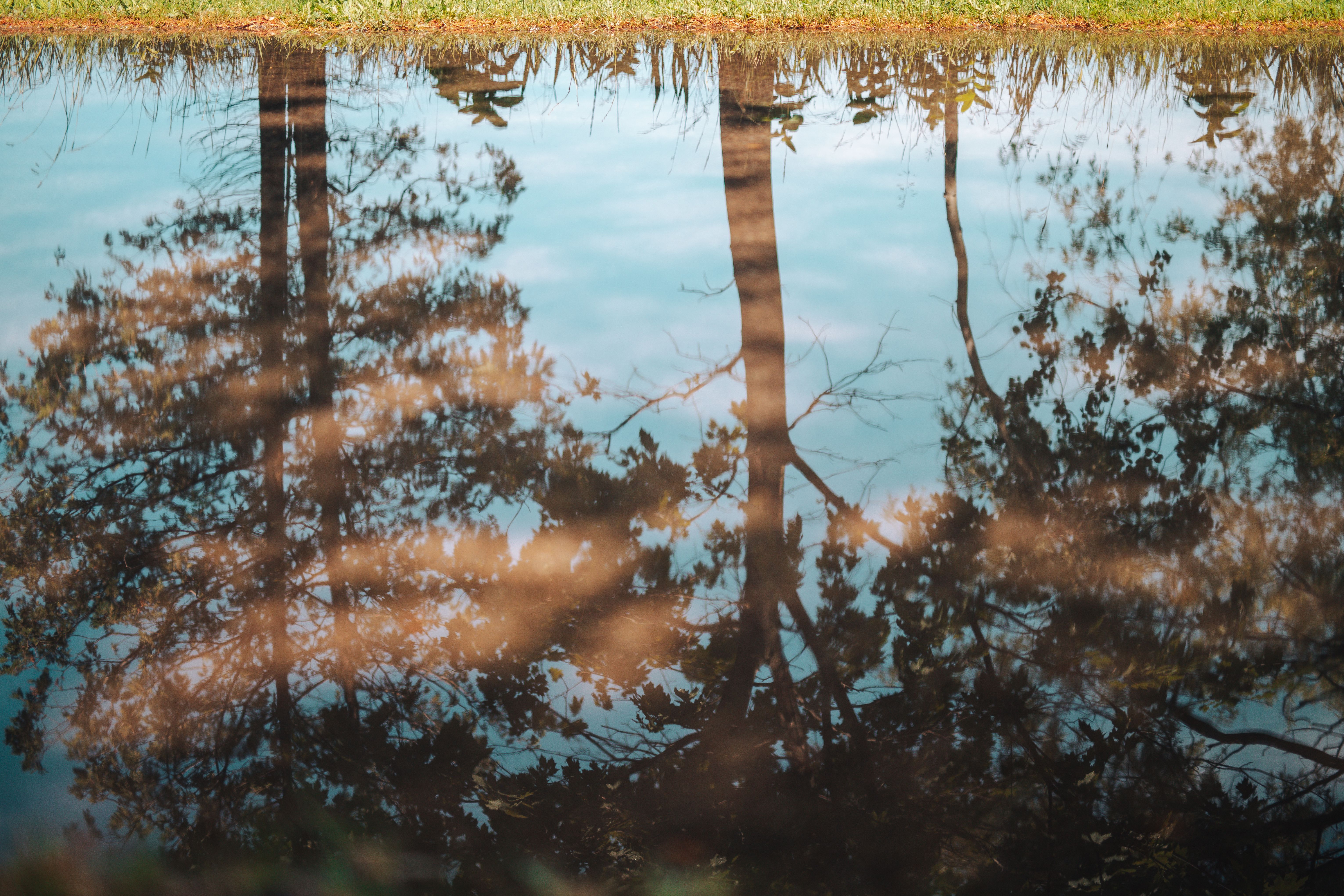 Reflection of Trees in a Tranquil Water Puddle · Free Stock Photo