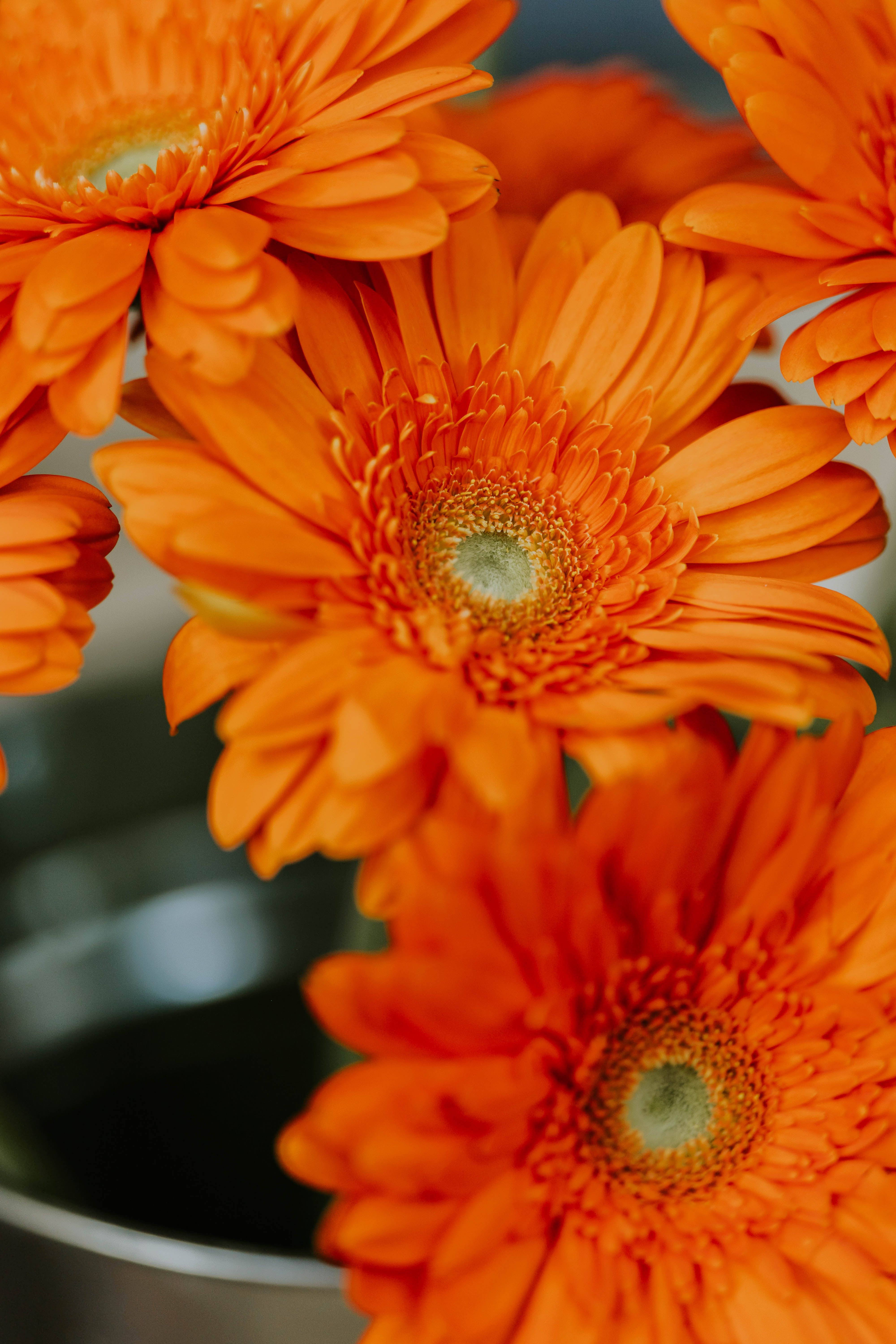 Vibrant Orange Gerbera Daisies in Bloom · Free Stock Photo