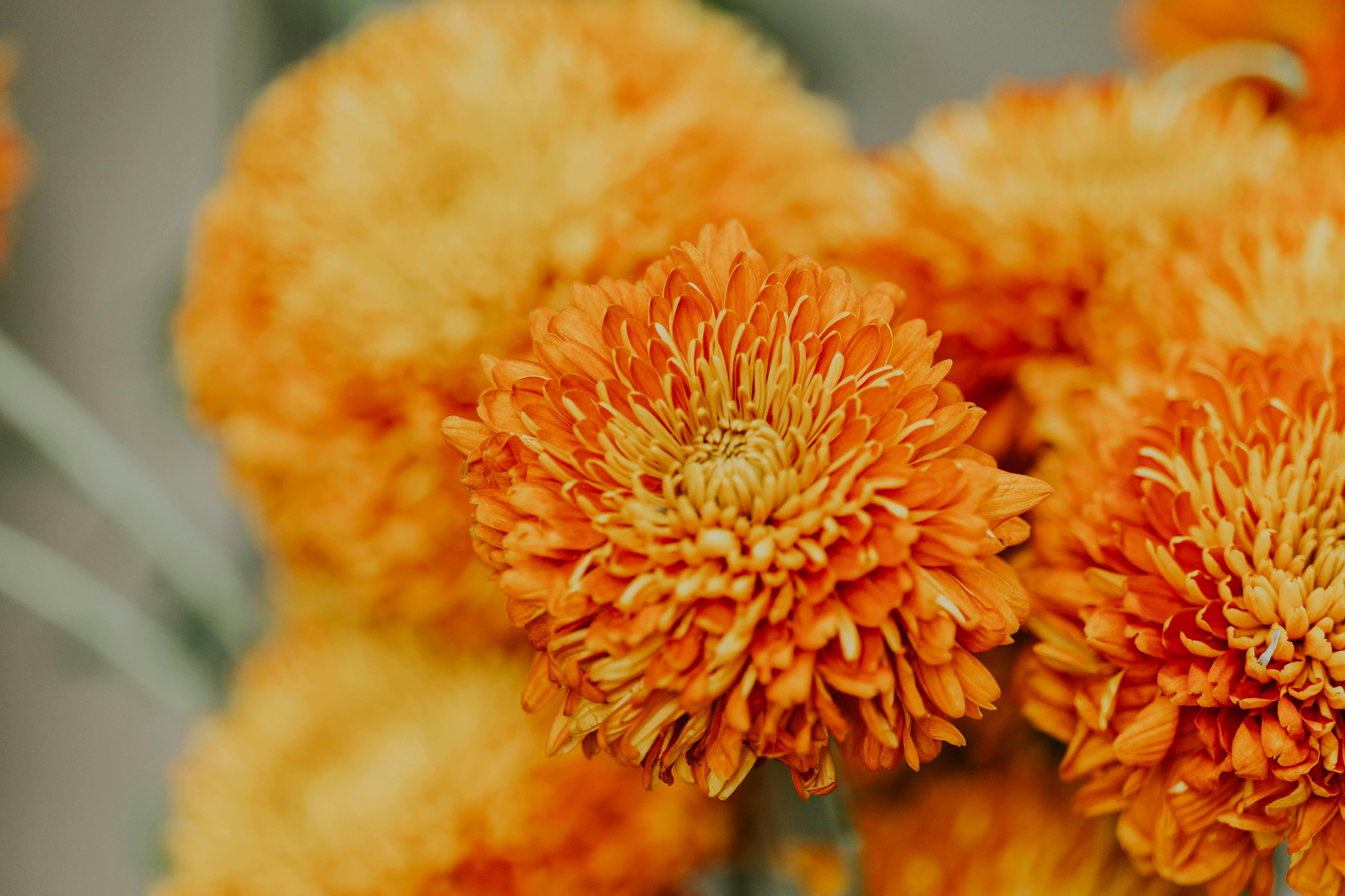 Dil Photo Photos, Download The BEST Free Dil Photo Stock Photos & HD Images