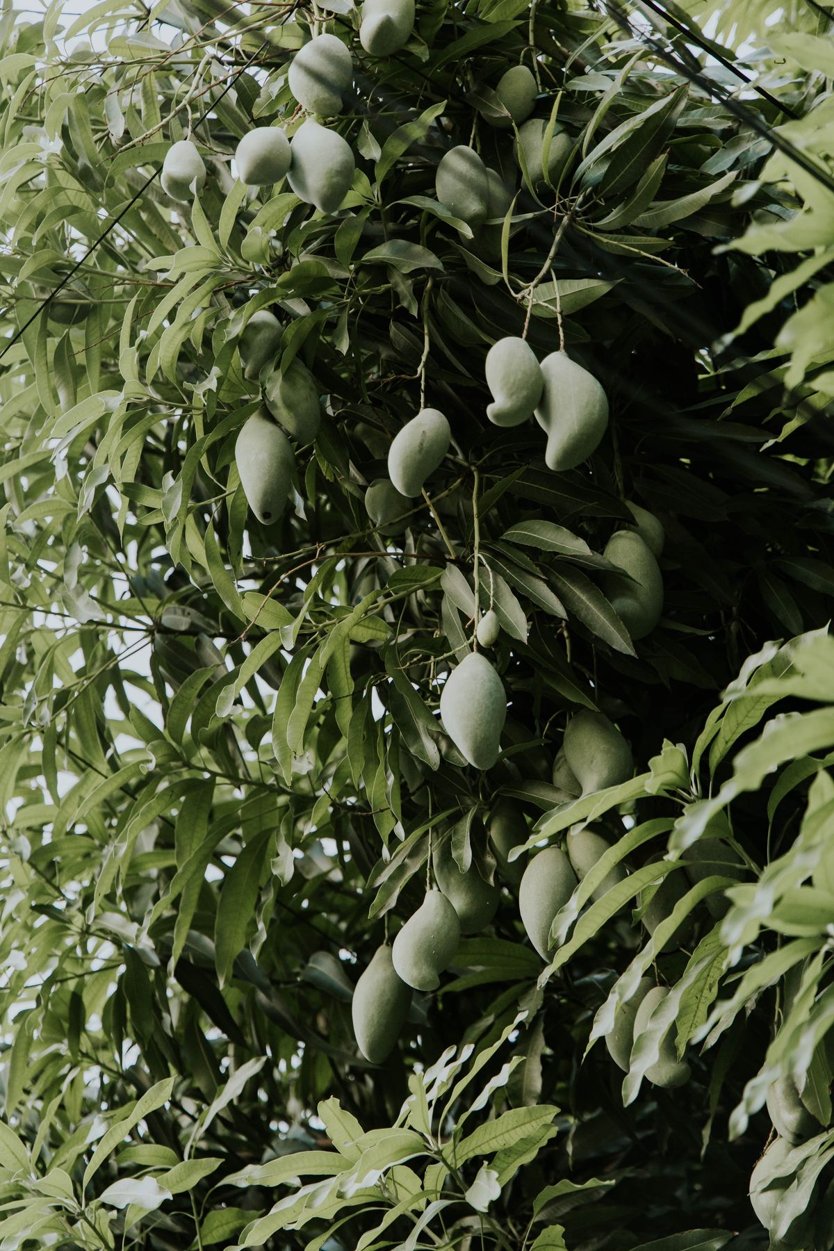 Mango Tree Photos, Download The BEST Free Mango Tree Stock Photos & HD ...