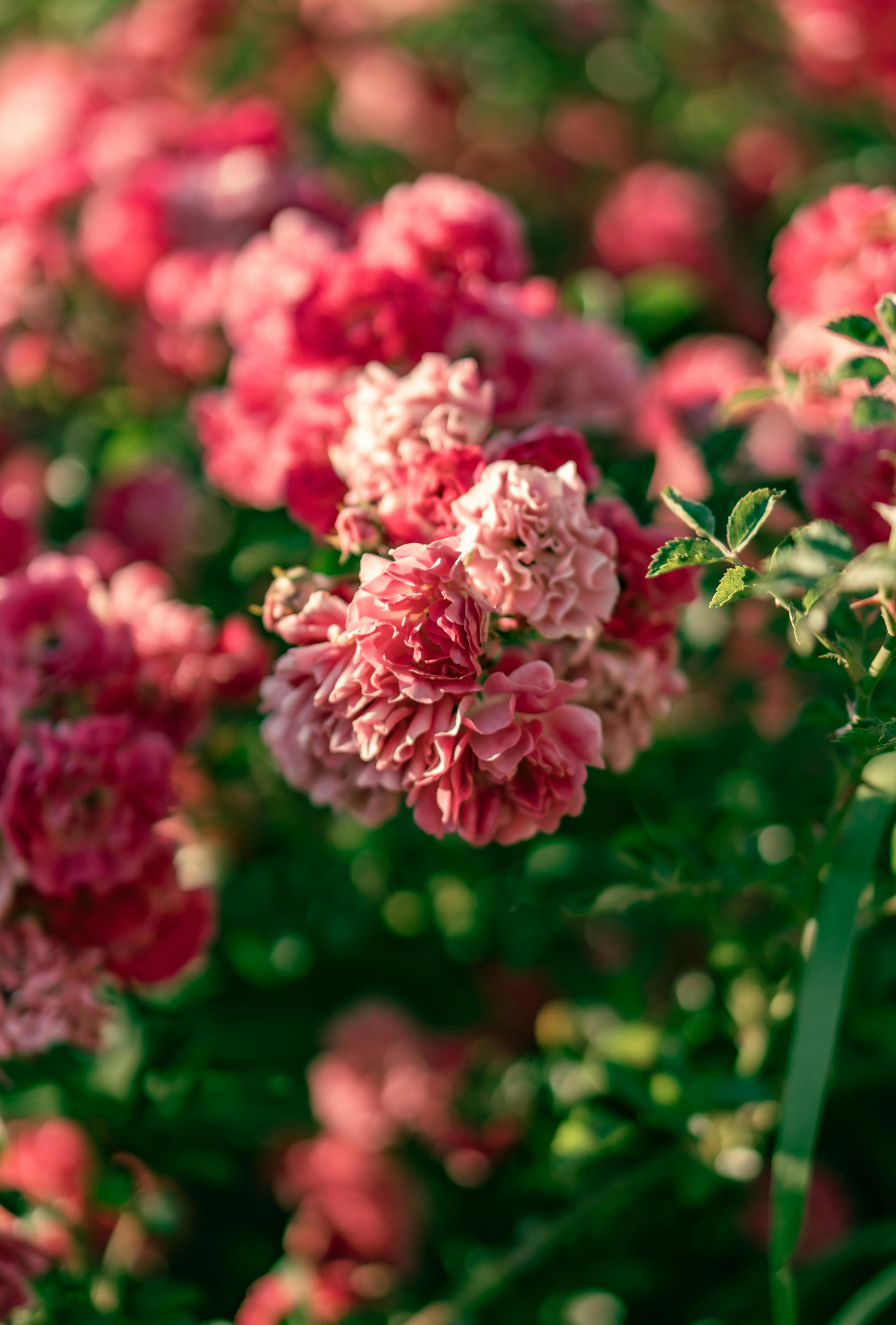 Vibrant Pink Roses in Full Bloom During Spring · Free Stock Photo