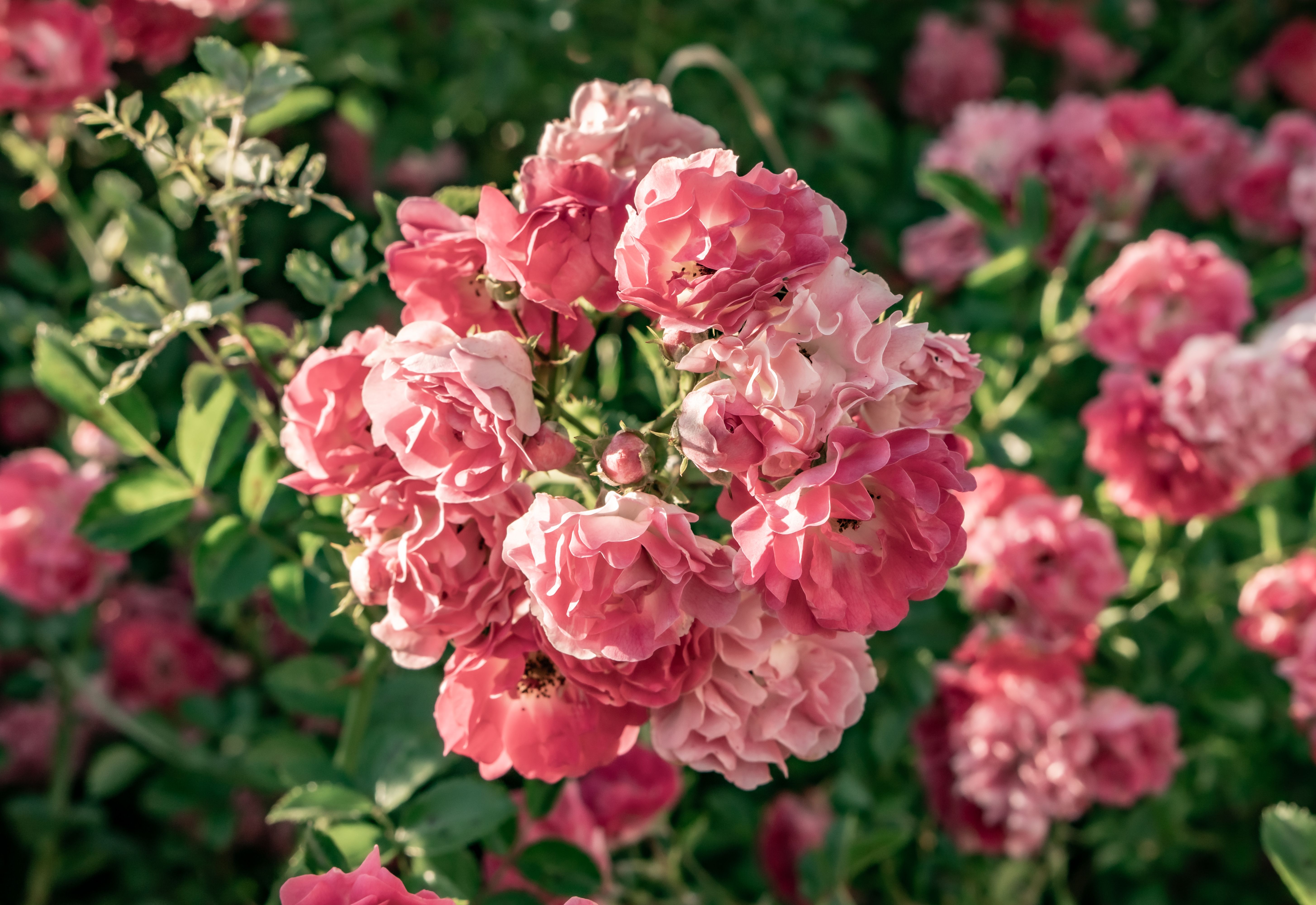 Rose Bush Photos, Download The BEST Free Rose Bush Stock Photos & HD Images