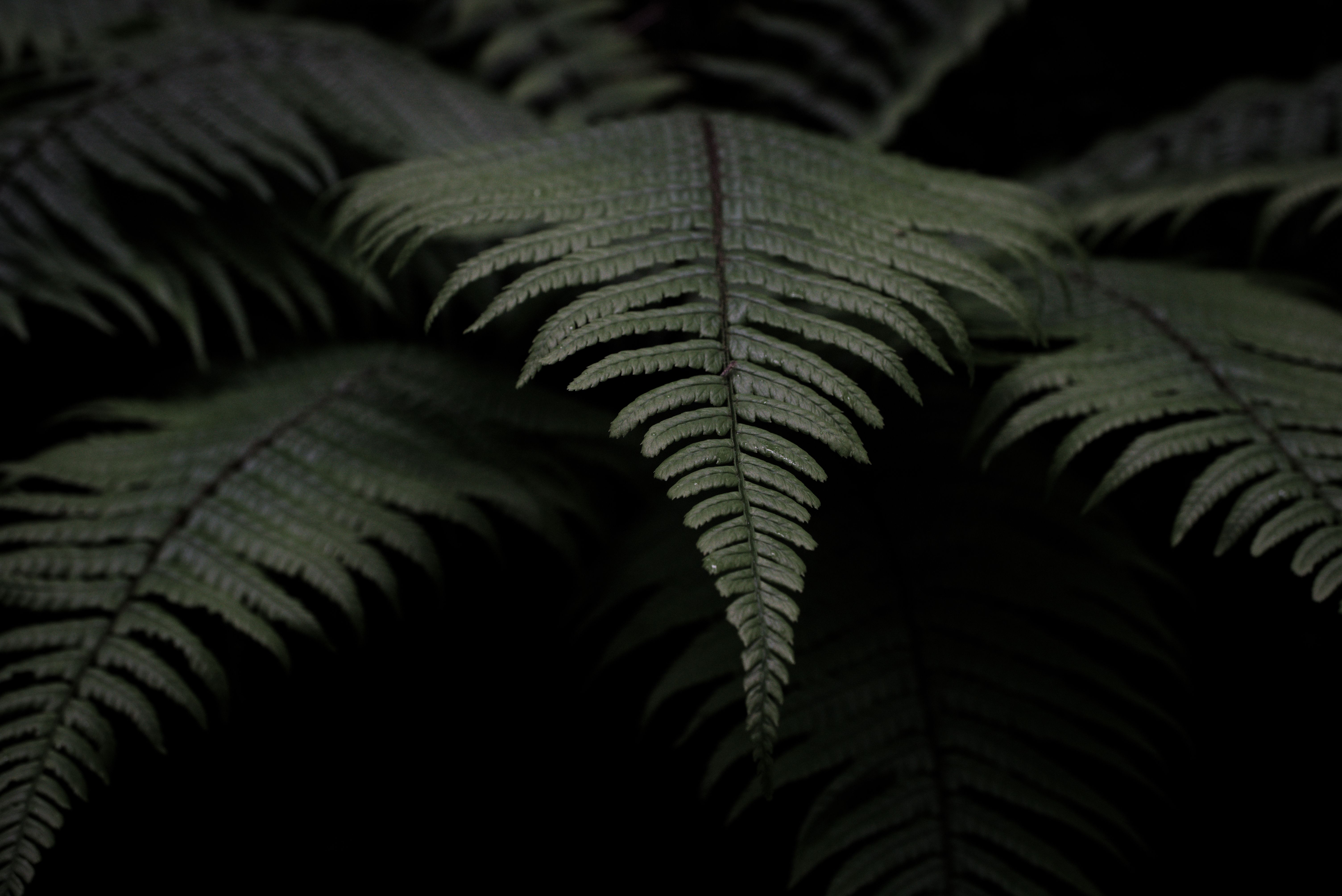 Close-up of Fern Leaves Against Dark Background · Free Stock Photo