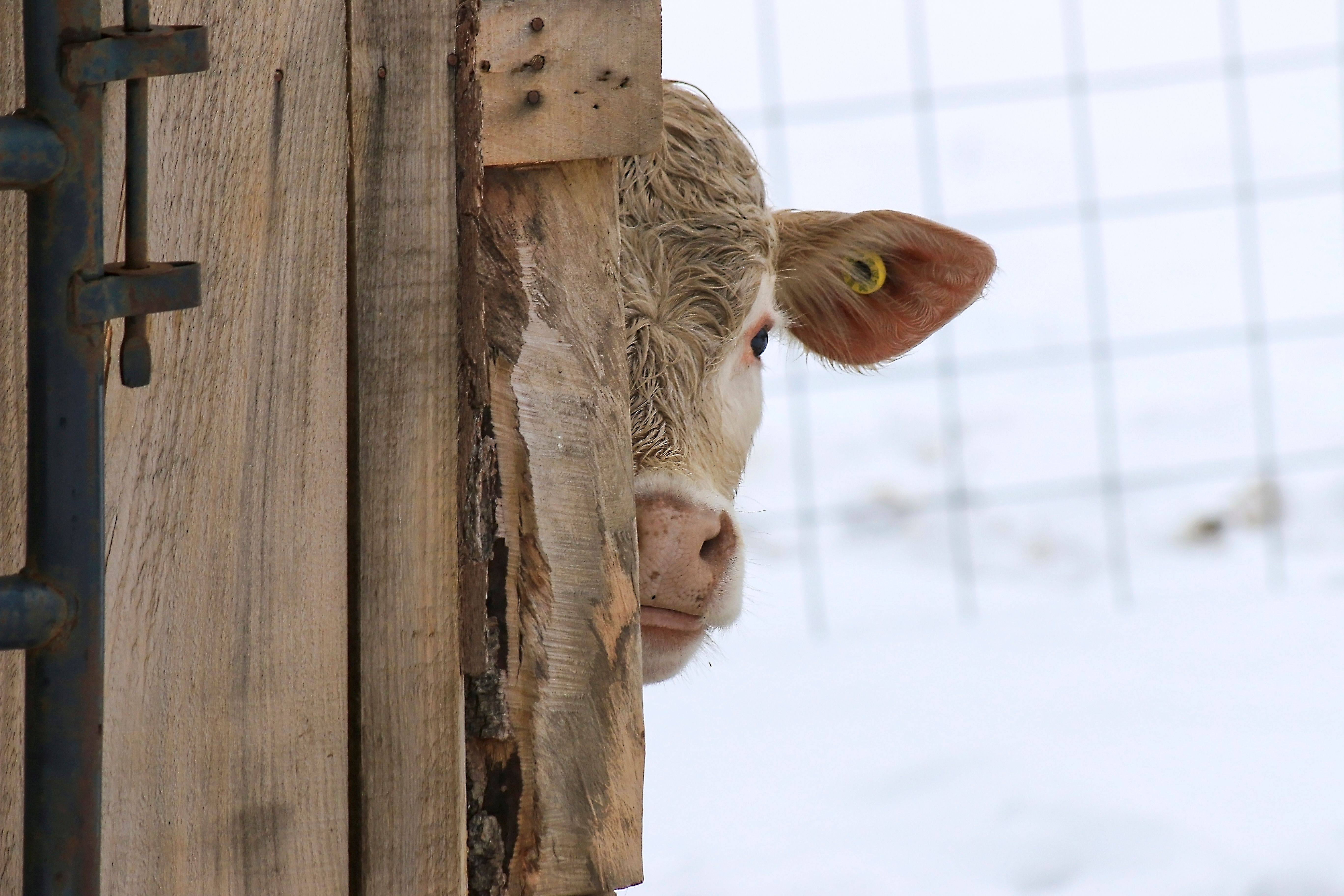 Curious Cow Peeking Through Rustic Farm Fence · Free Stock Photo