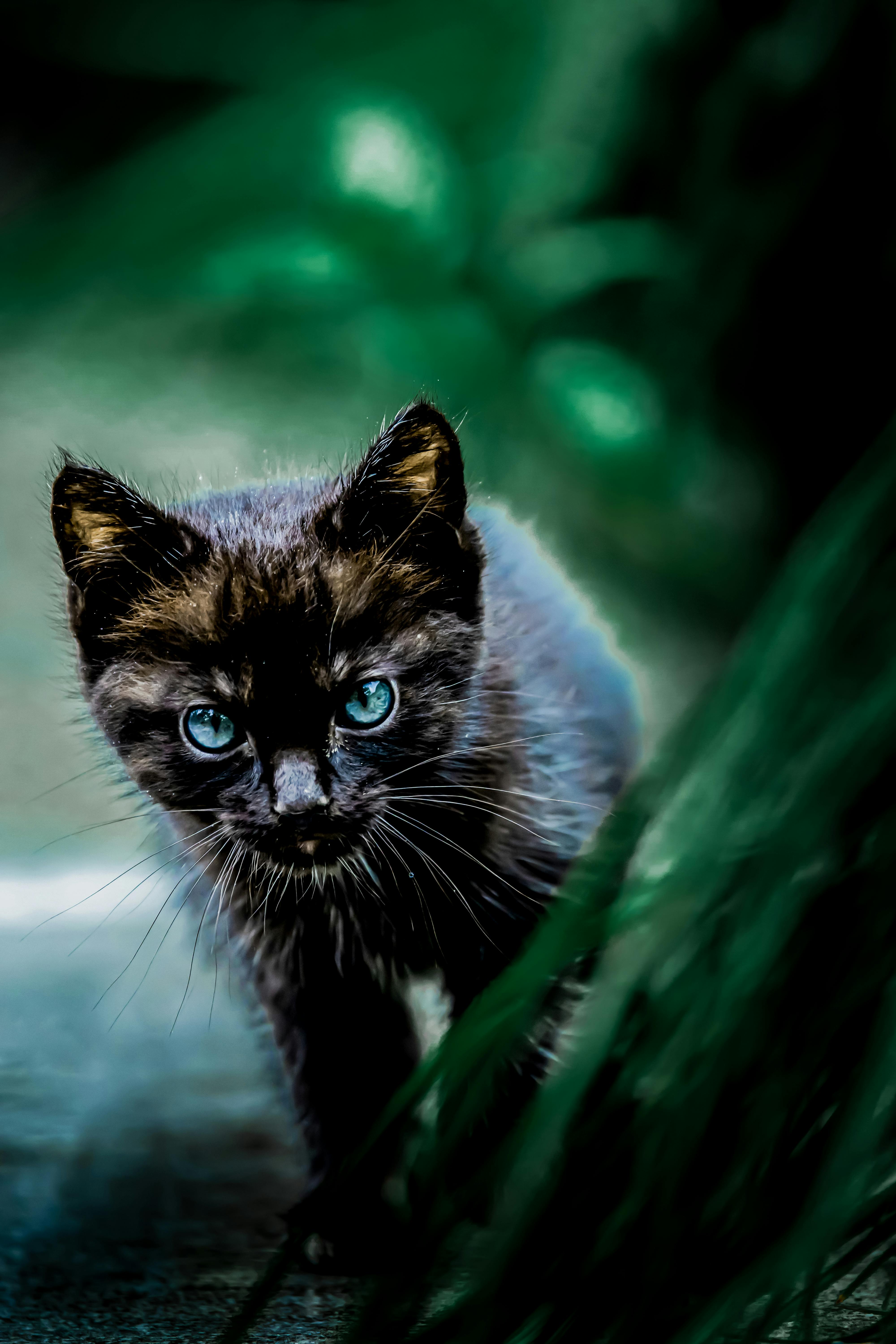 Colopexy+Cat Photos, Download The BEST Free Colopexy+Cat Stock Photos ...