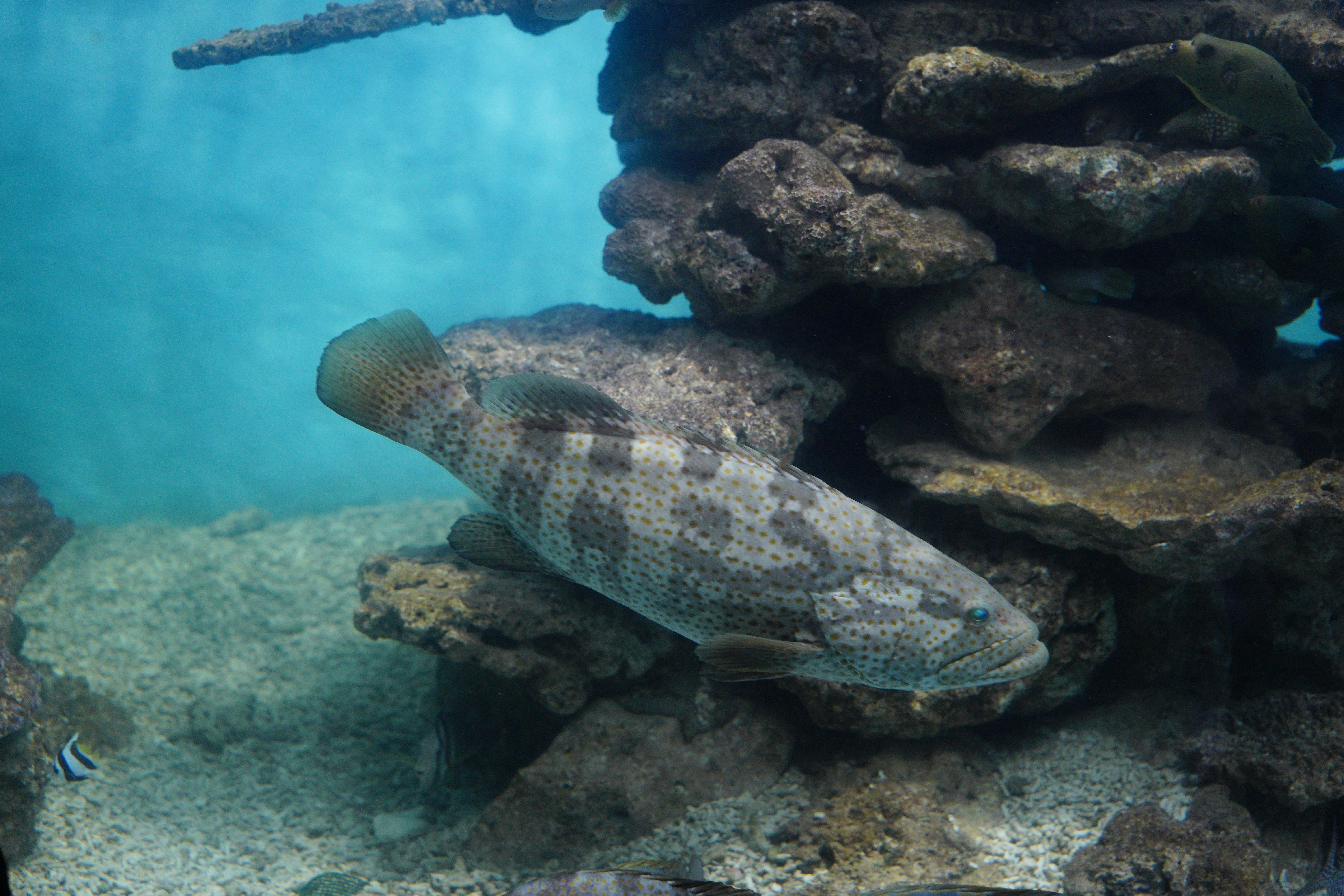 Spotted Grouper Swimming in Coral Habitat · Free Stock Photo