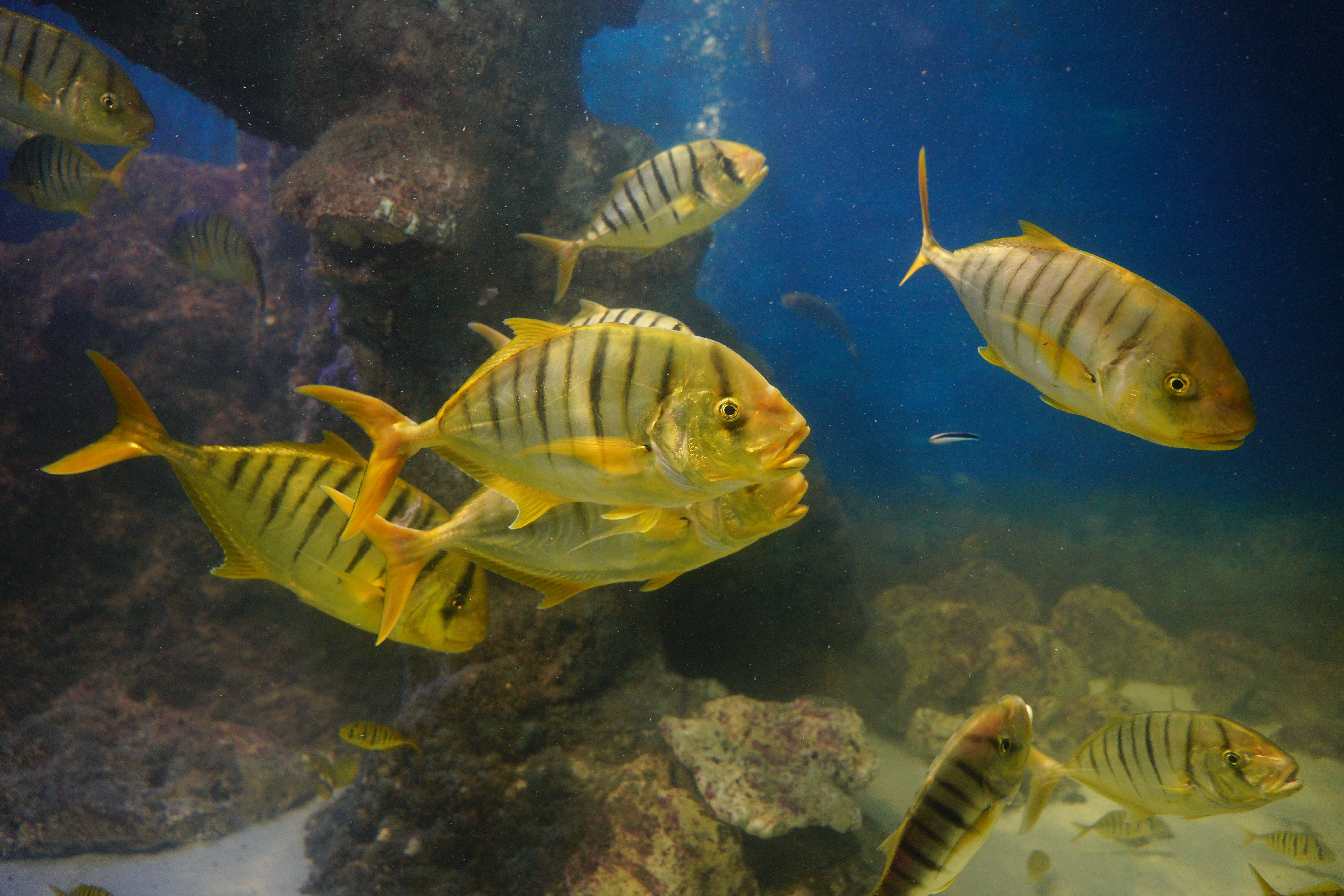 Yellow Striped Fish Photos, Download The BEST Free Yellow Striped Fish ...